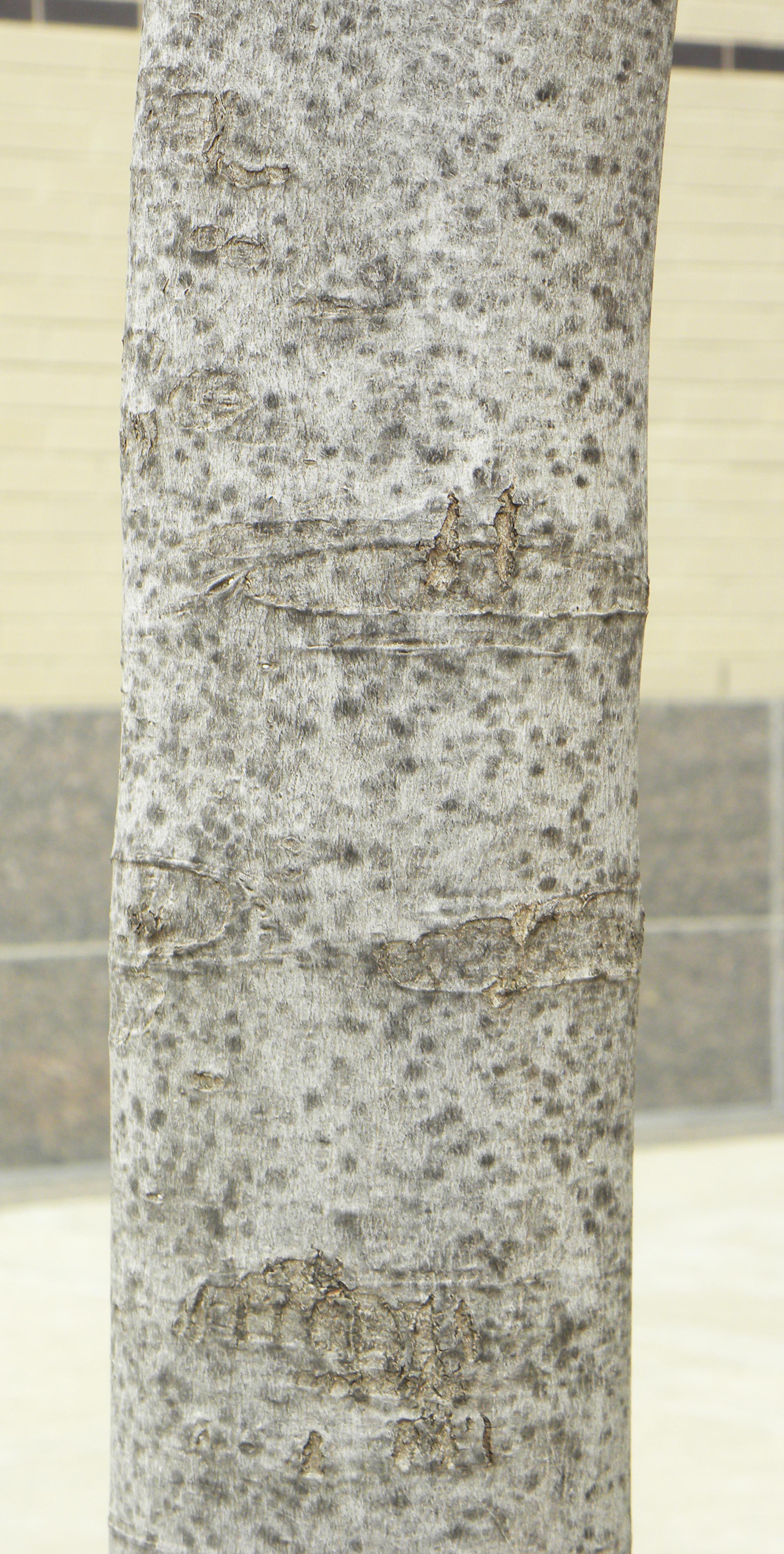 Acer rubrum ‘Brandywine’ – Purdue Arboretum Explorer