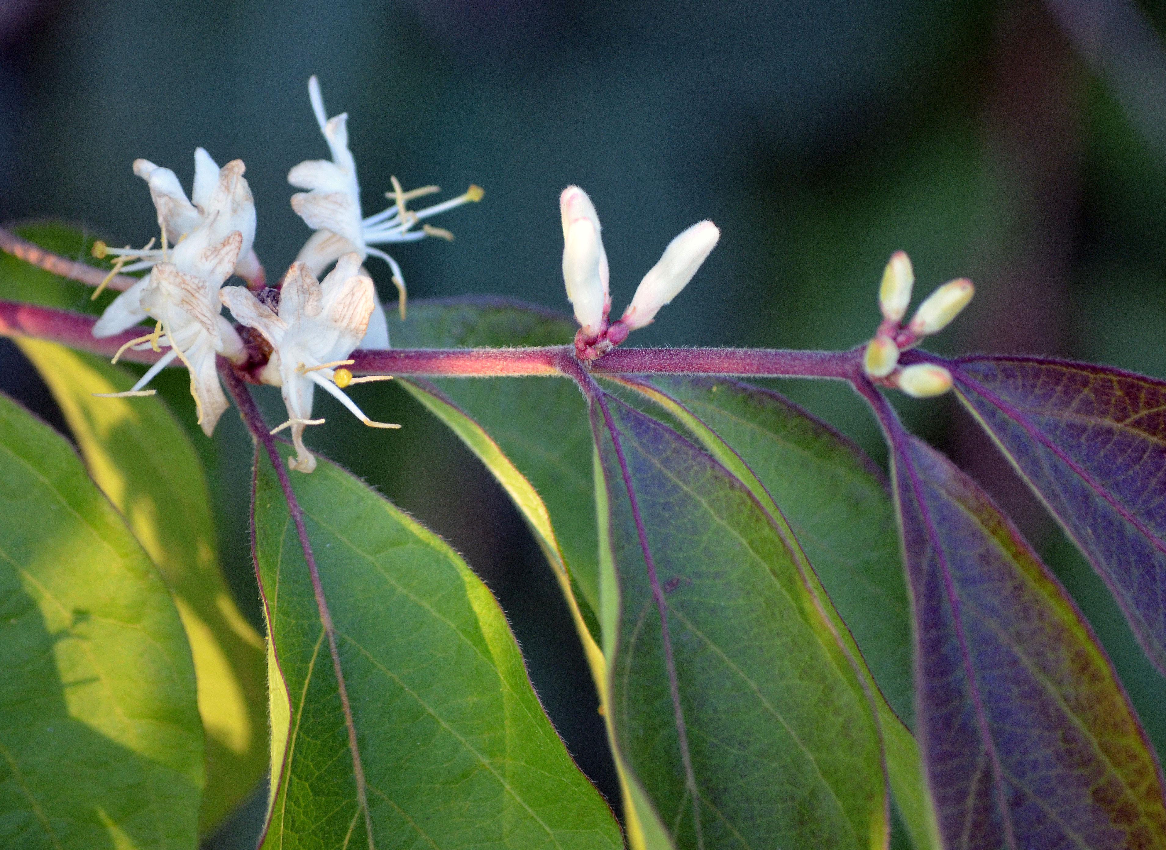 Lonicera maackii – Purdue Arboretum Explorer