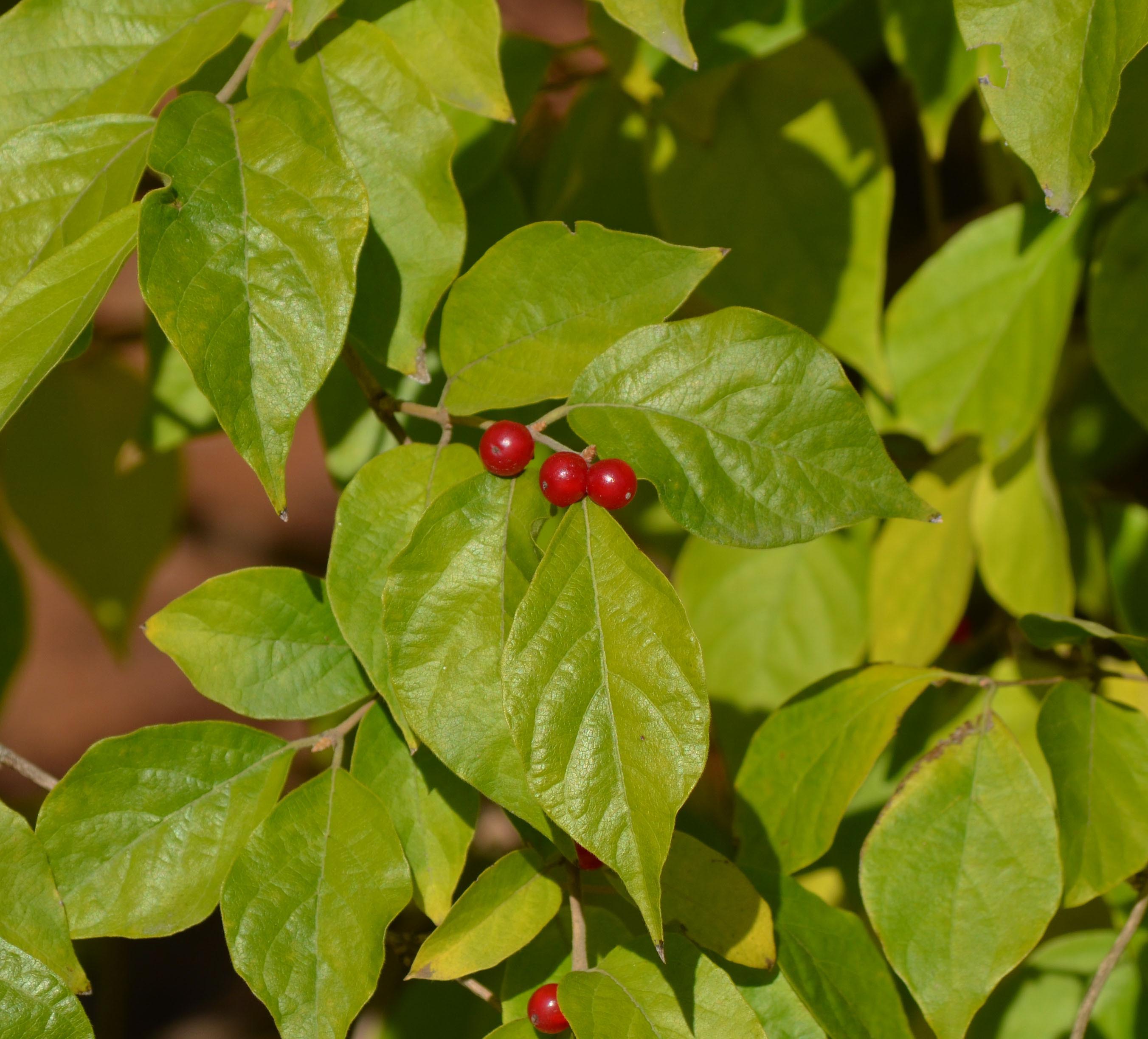 Lonicera maackii – Purdue Arboretum Explorer