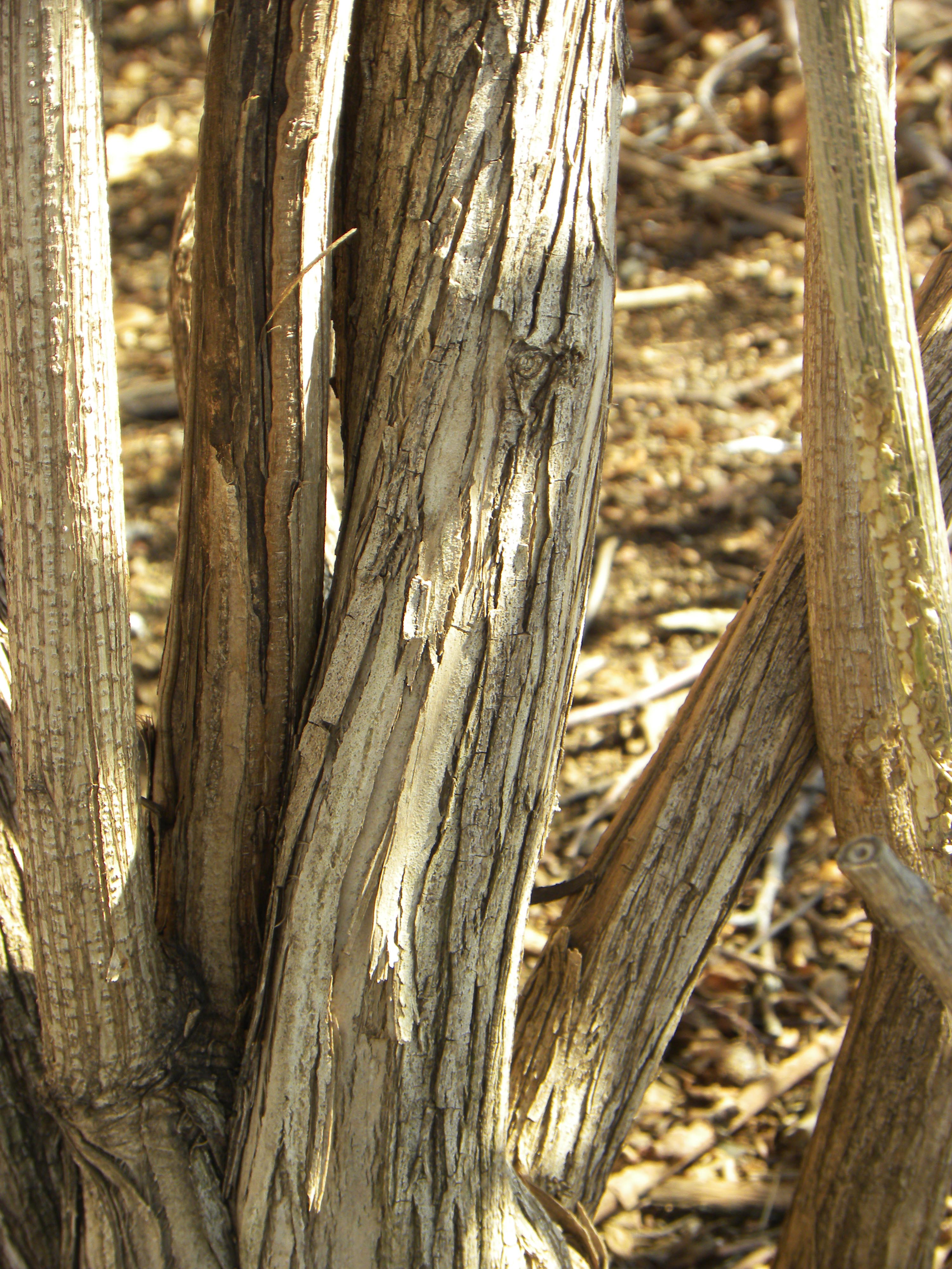 Lonicera maackii – Purdue Arboretum Explorer