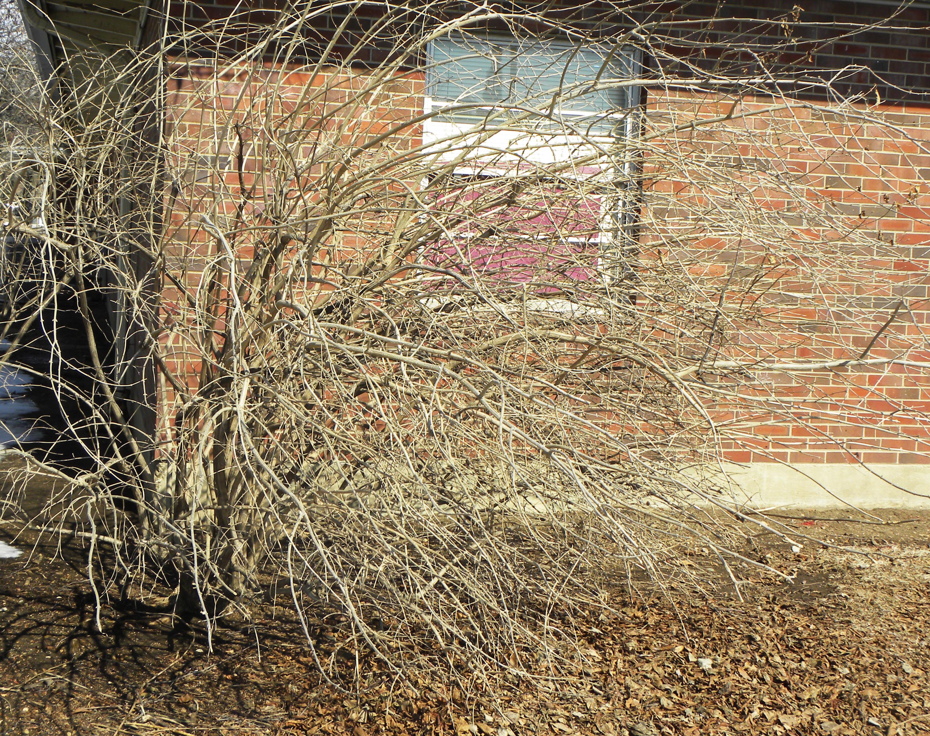 Lonicera maackii – Purdue Arboretum Explorer