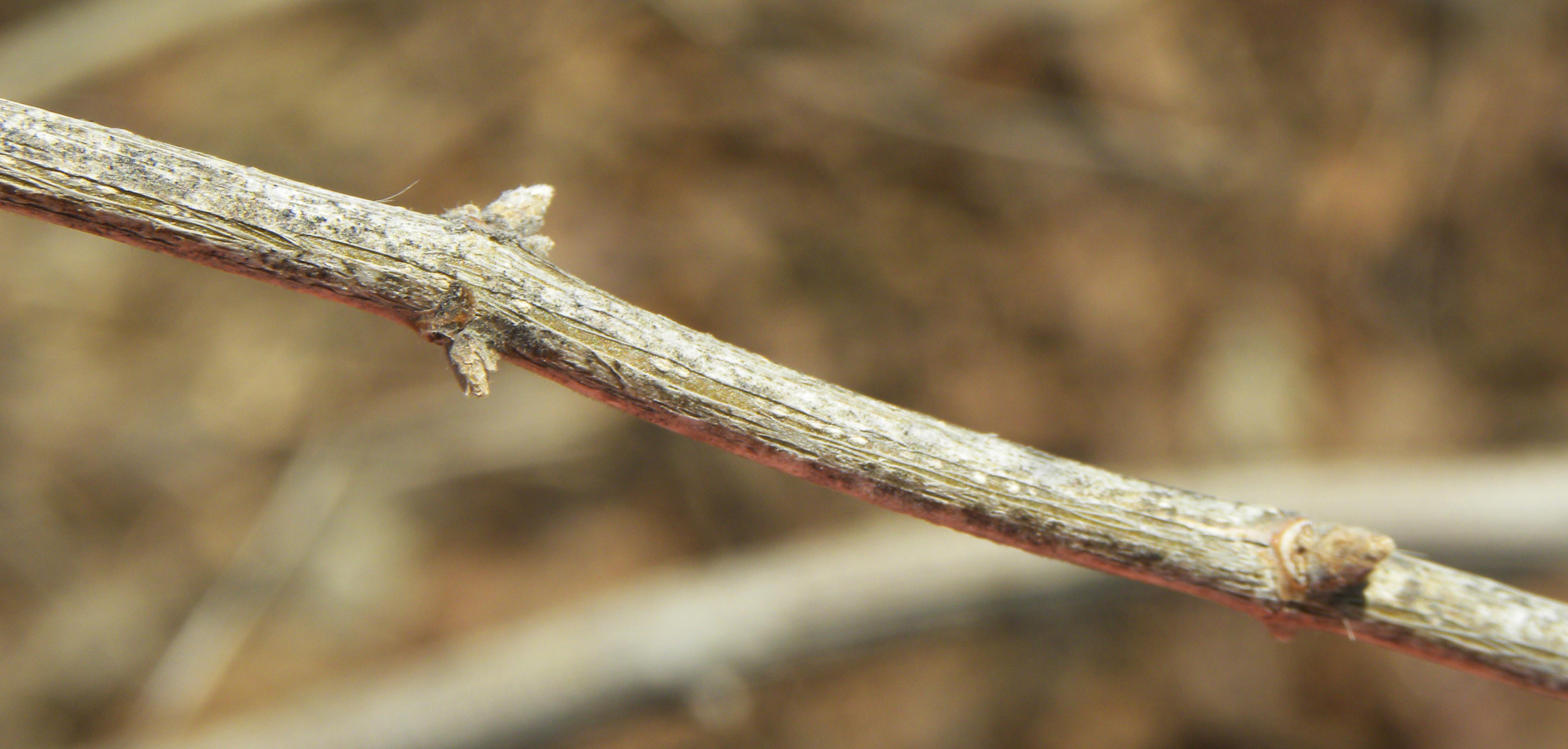 Lonicera maackii – Purdue Arboretum Explorer