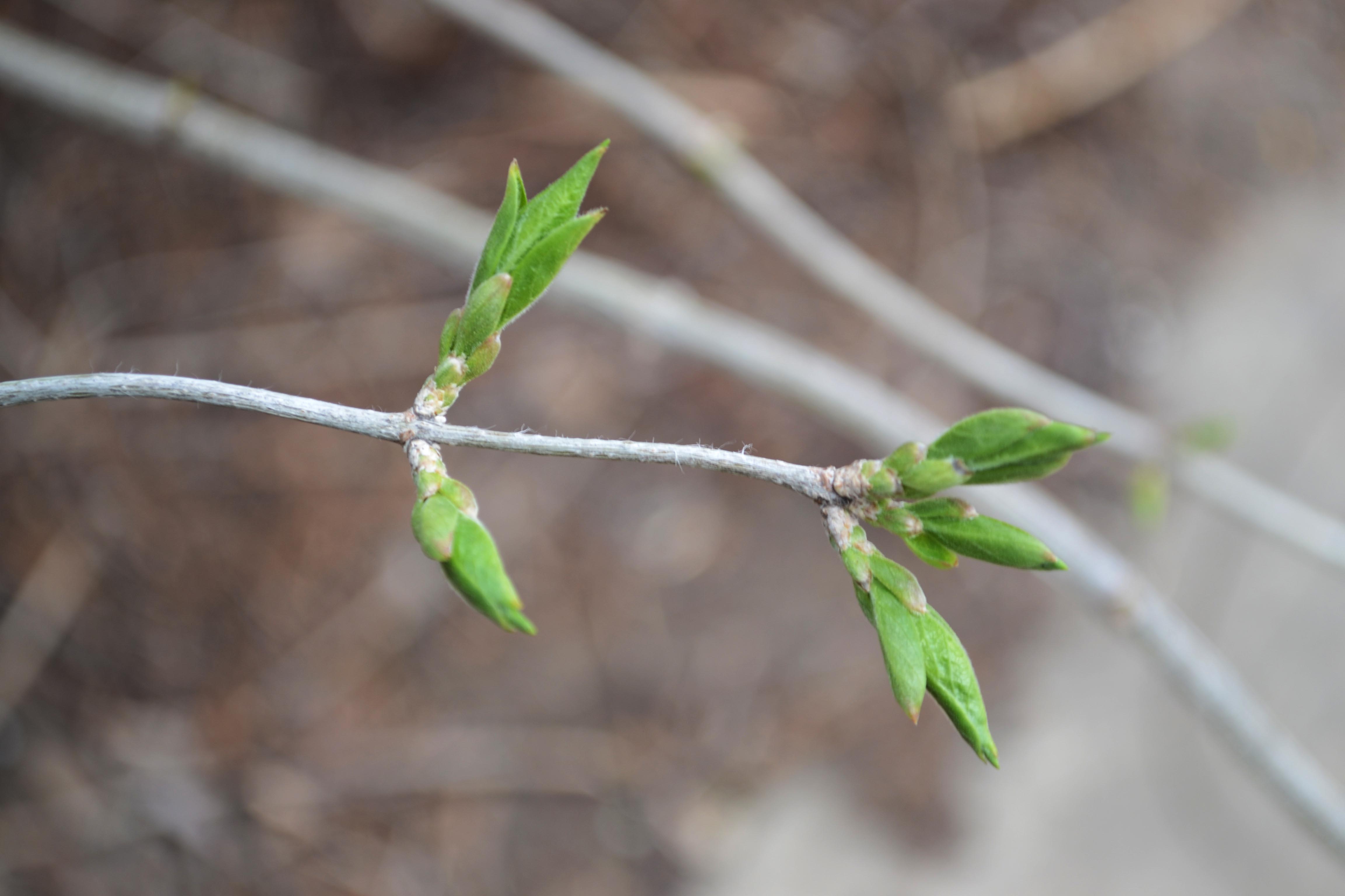 Lonicera maackii – Purdue Arboretum Explorer