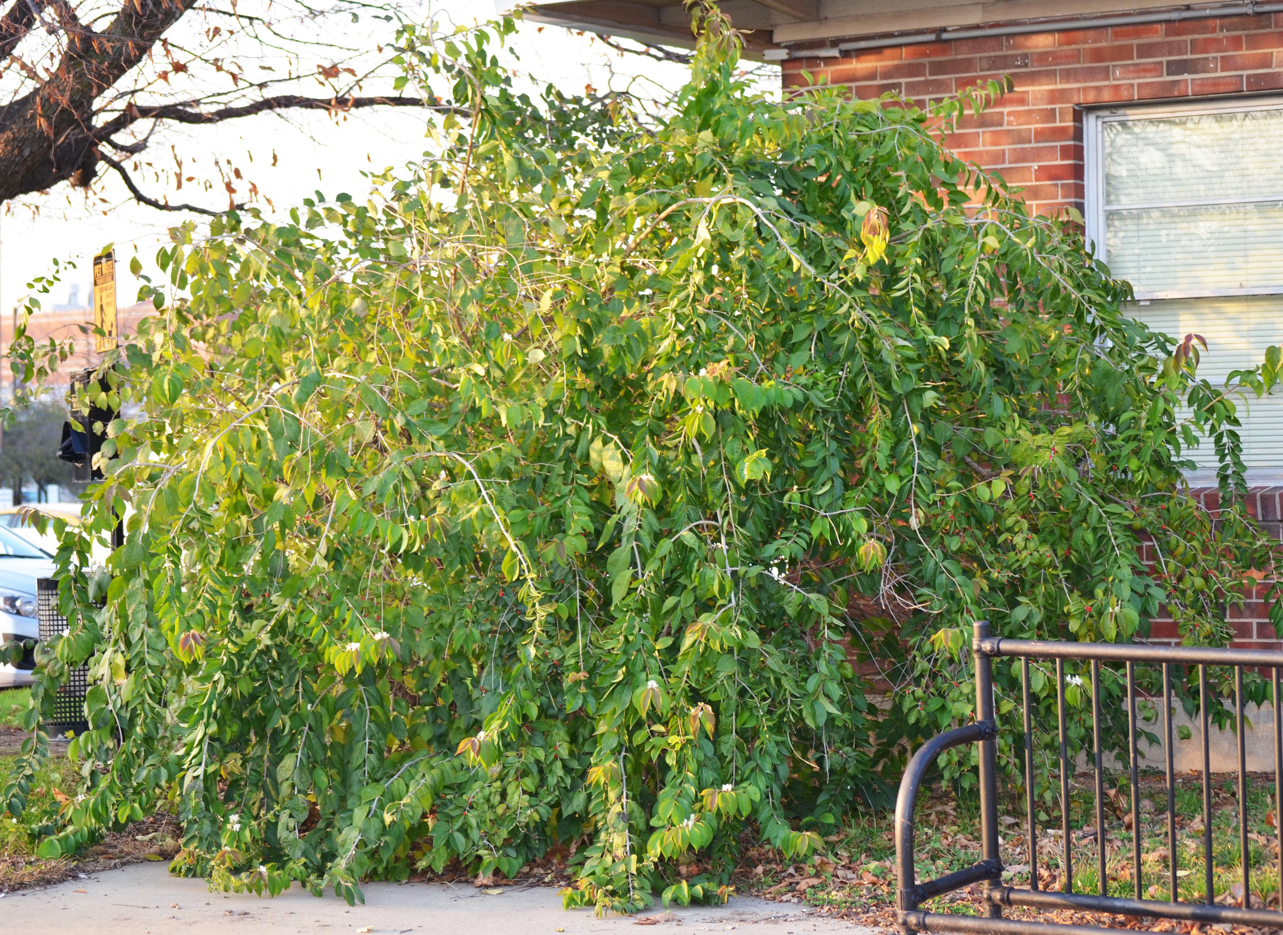 Lonicera maackii – Purdue Arboretum Explorer