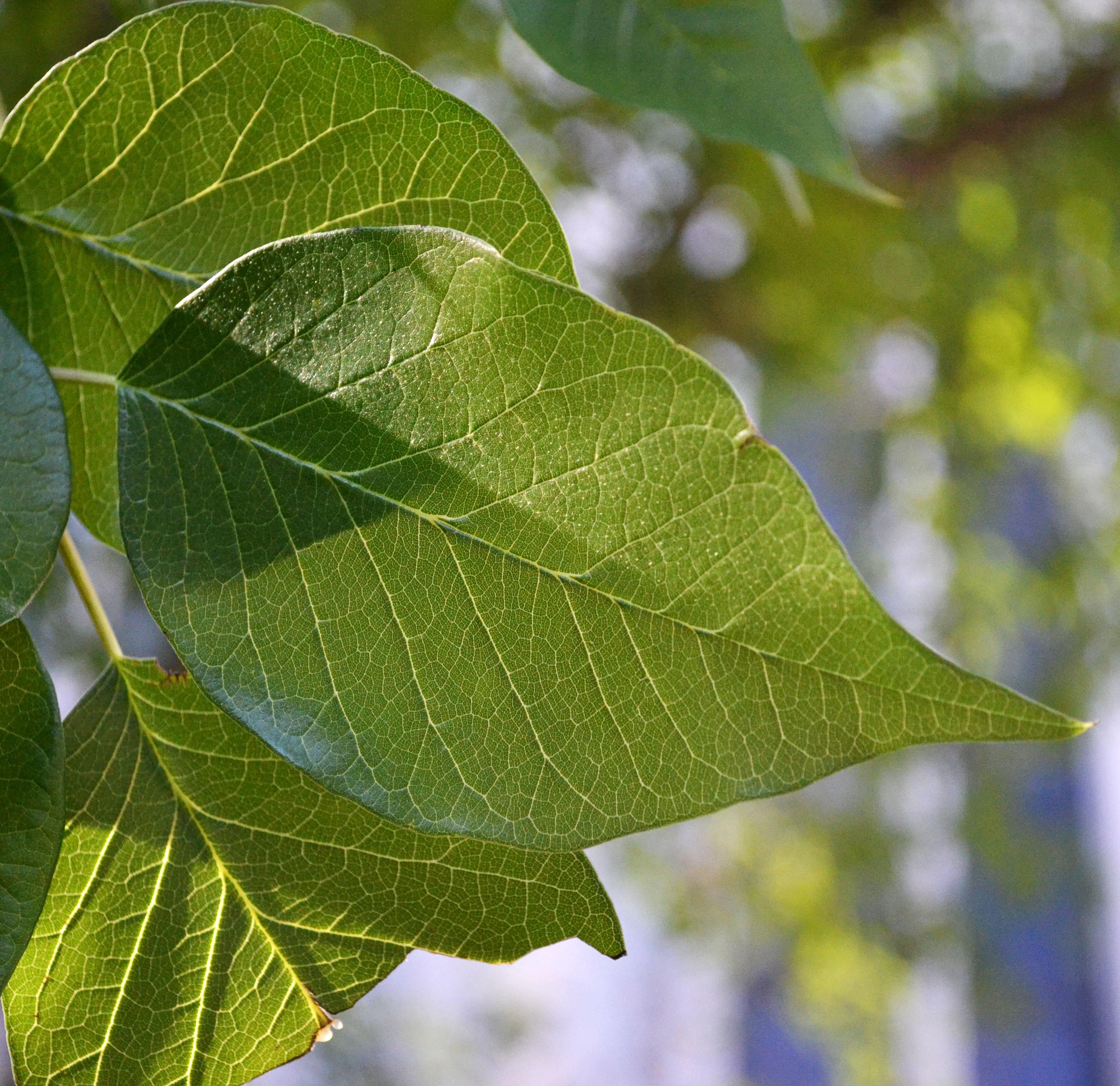 Maclura pomifera – Purdue Arboretum Explorer
