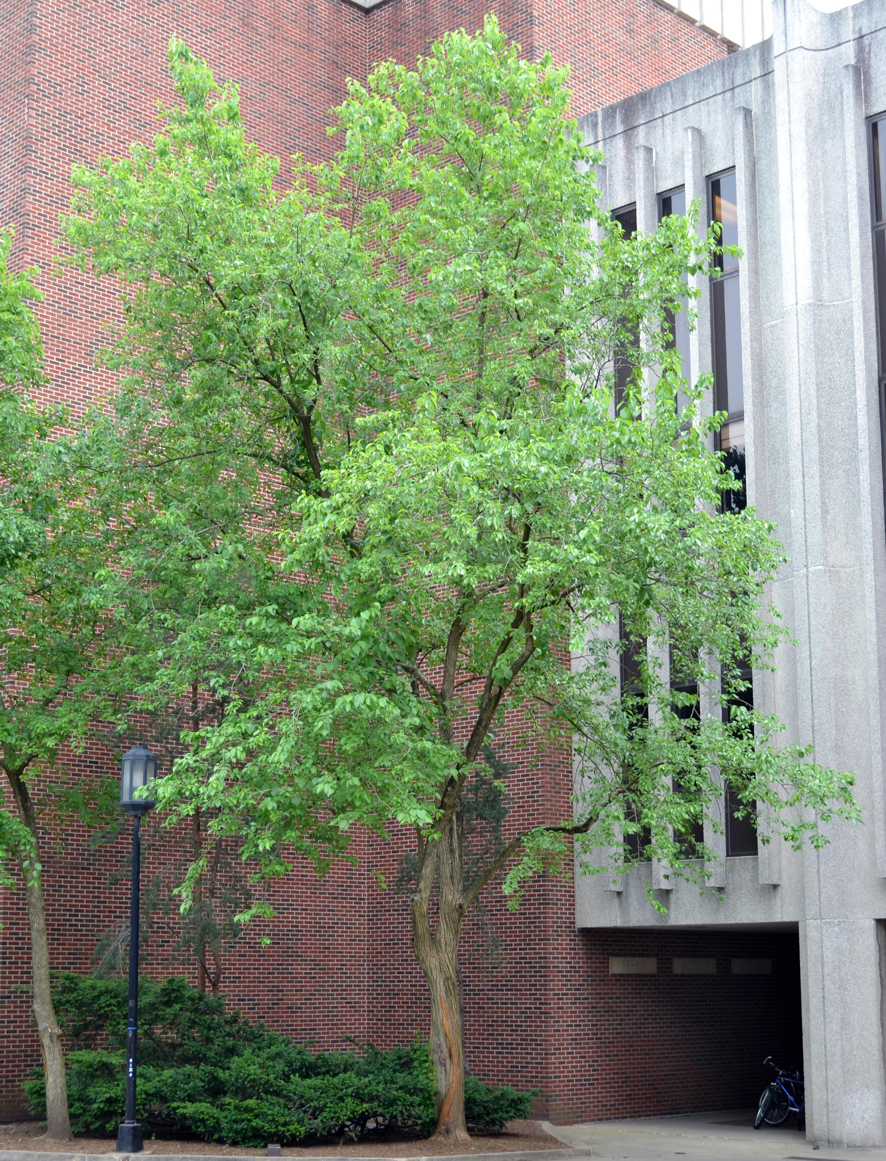Maclura pomifera – Purdue Arboretum Explorer