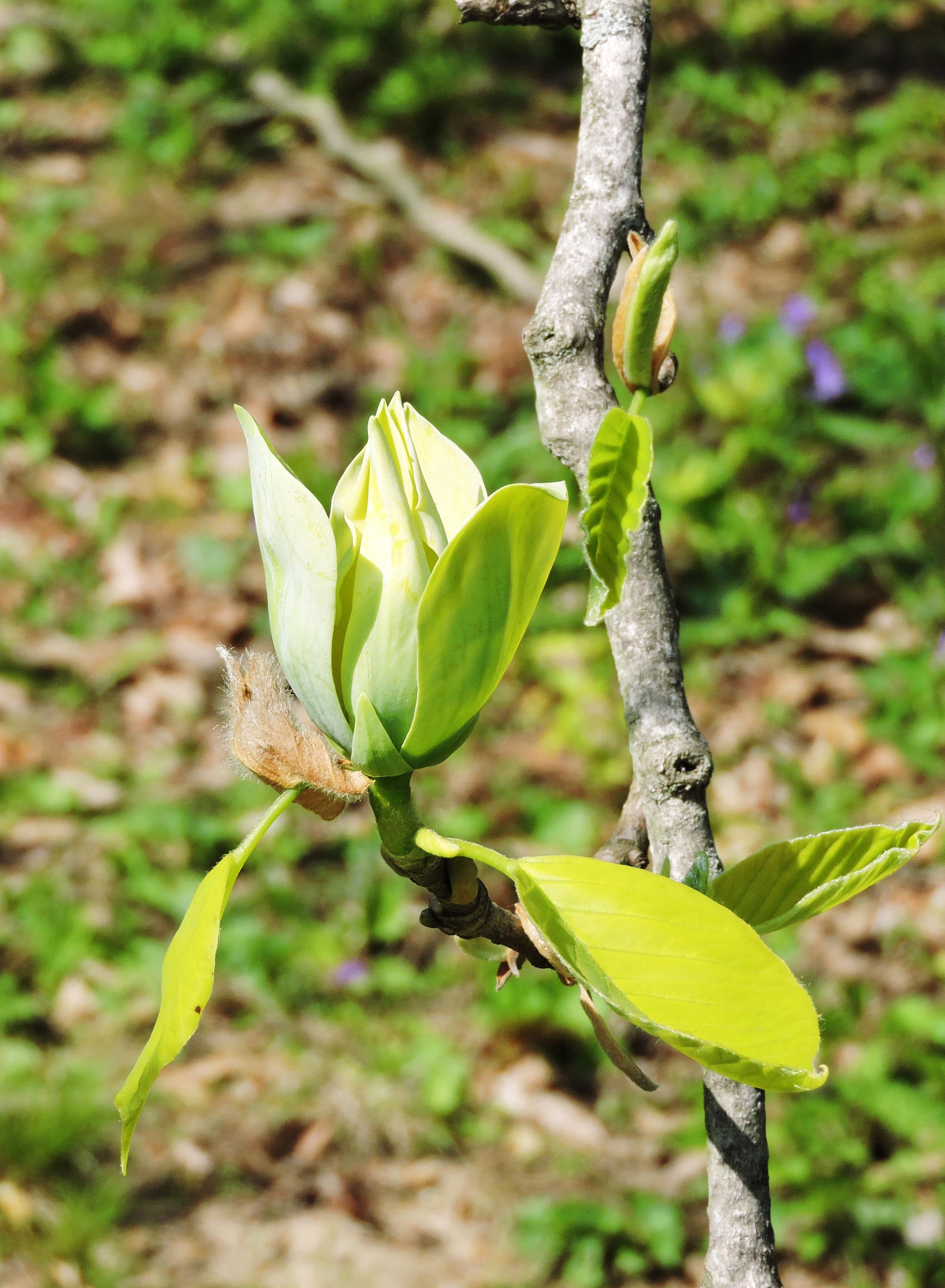 Magnolia acuminata – Purdue Arboretum Explorer