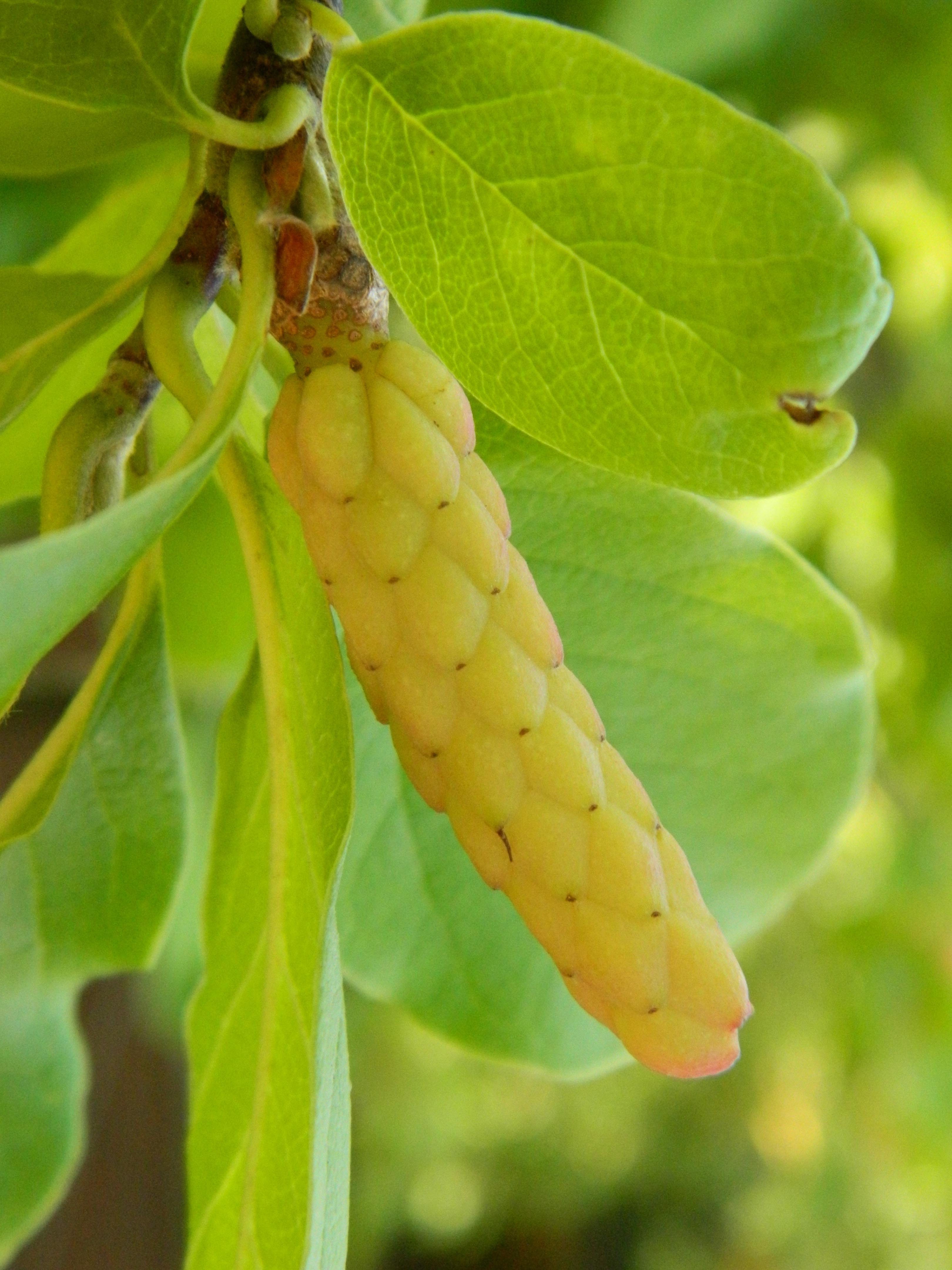 Magnolia acuminata – Purdue Arboretum Explorer
