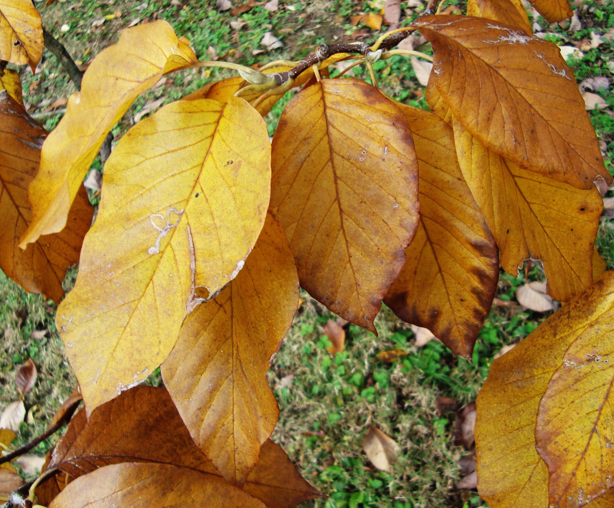 Magnolia acuminata – Purdue Arboretum Explorer