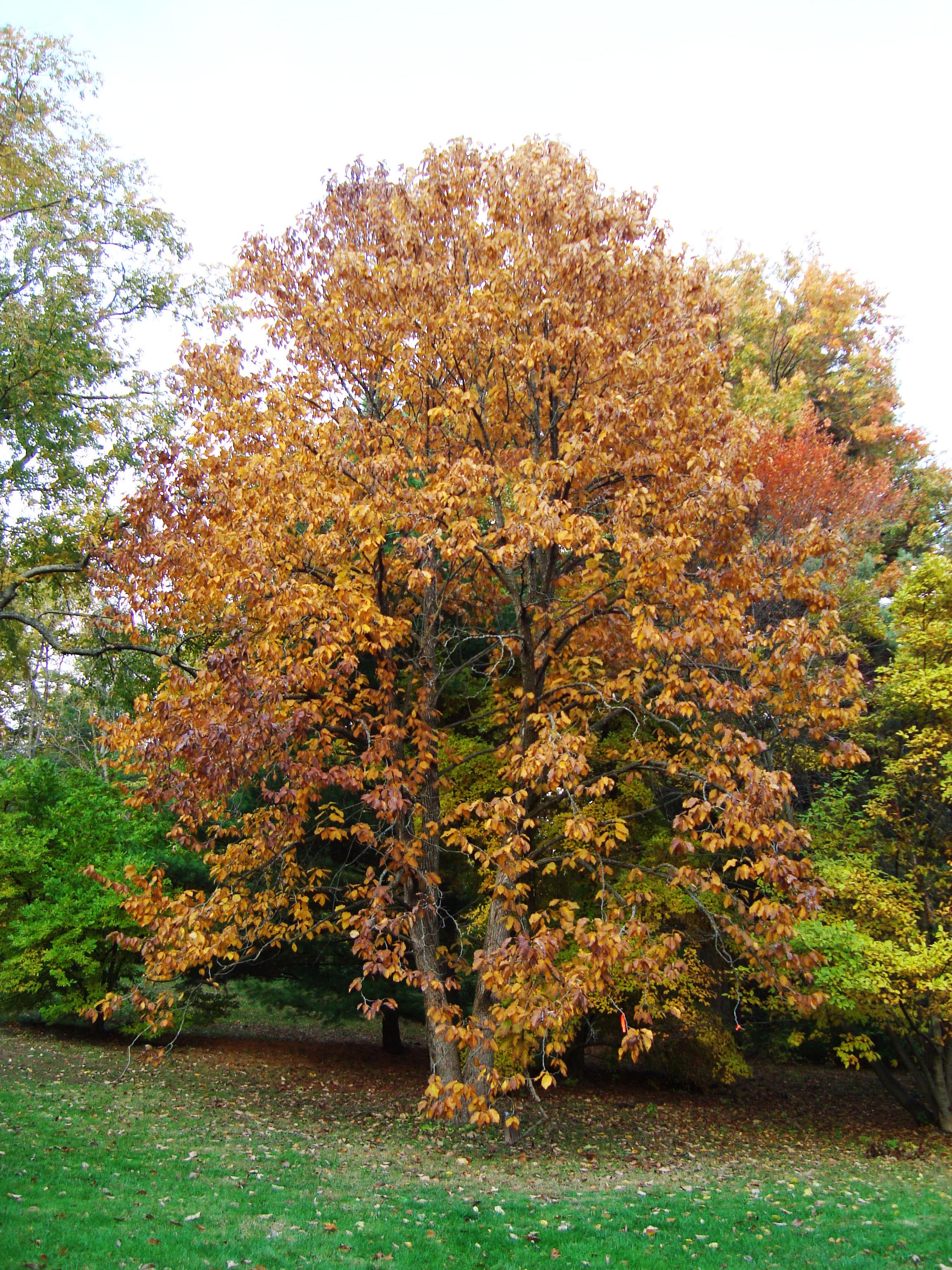 Magnolia acuminata – Purdue Arboretum Explorer