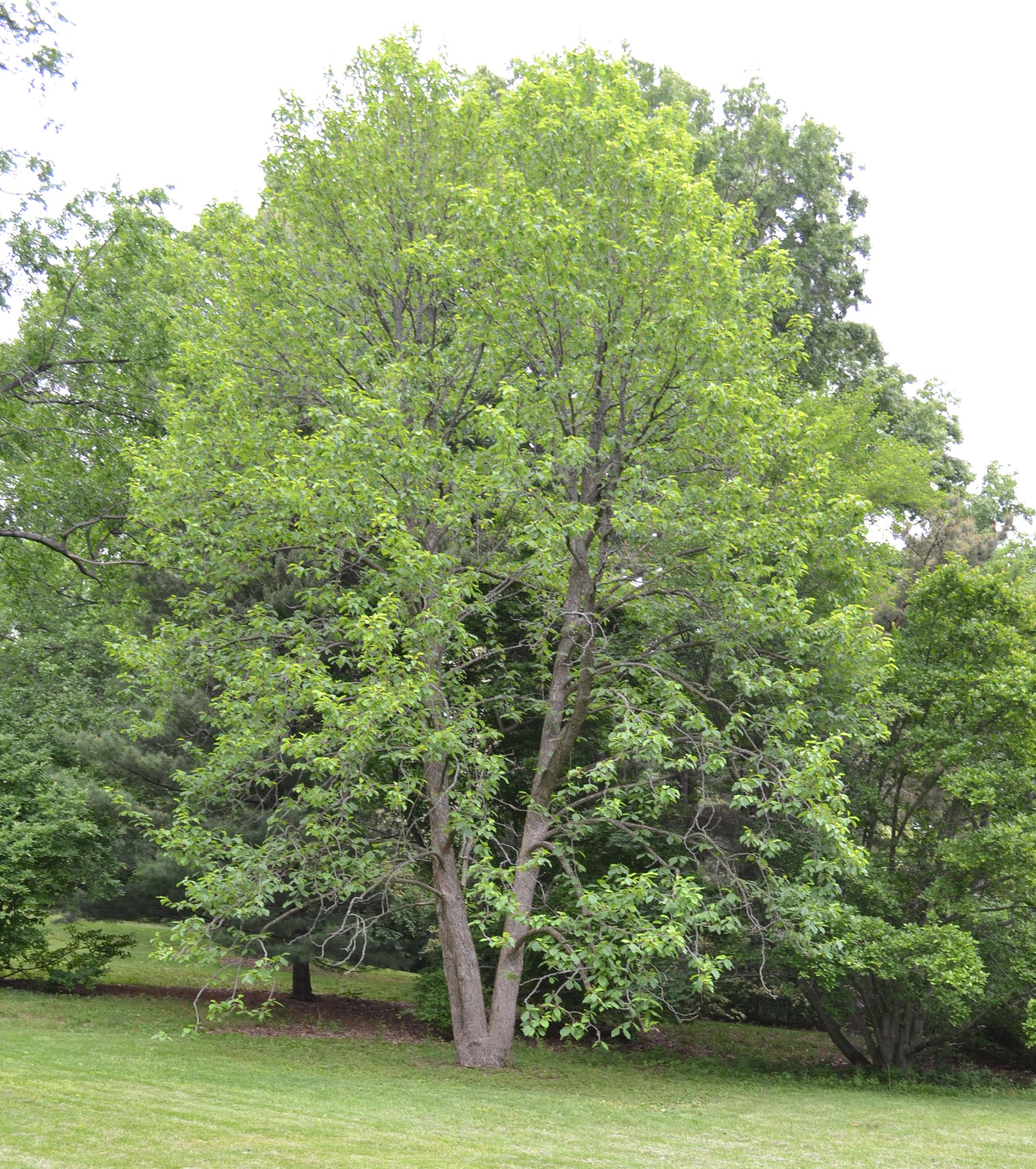 Magnolia acuminata – Purdue Arboretum Explorer