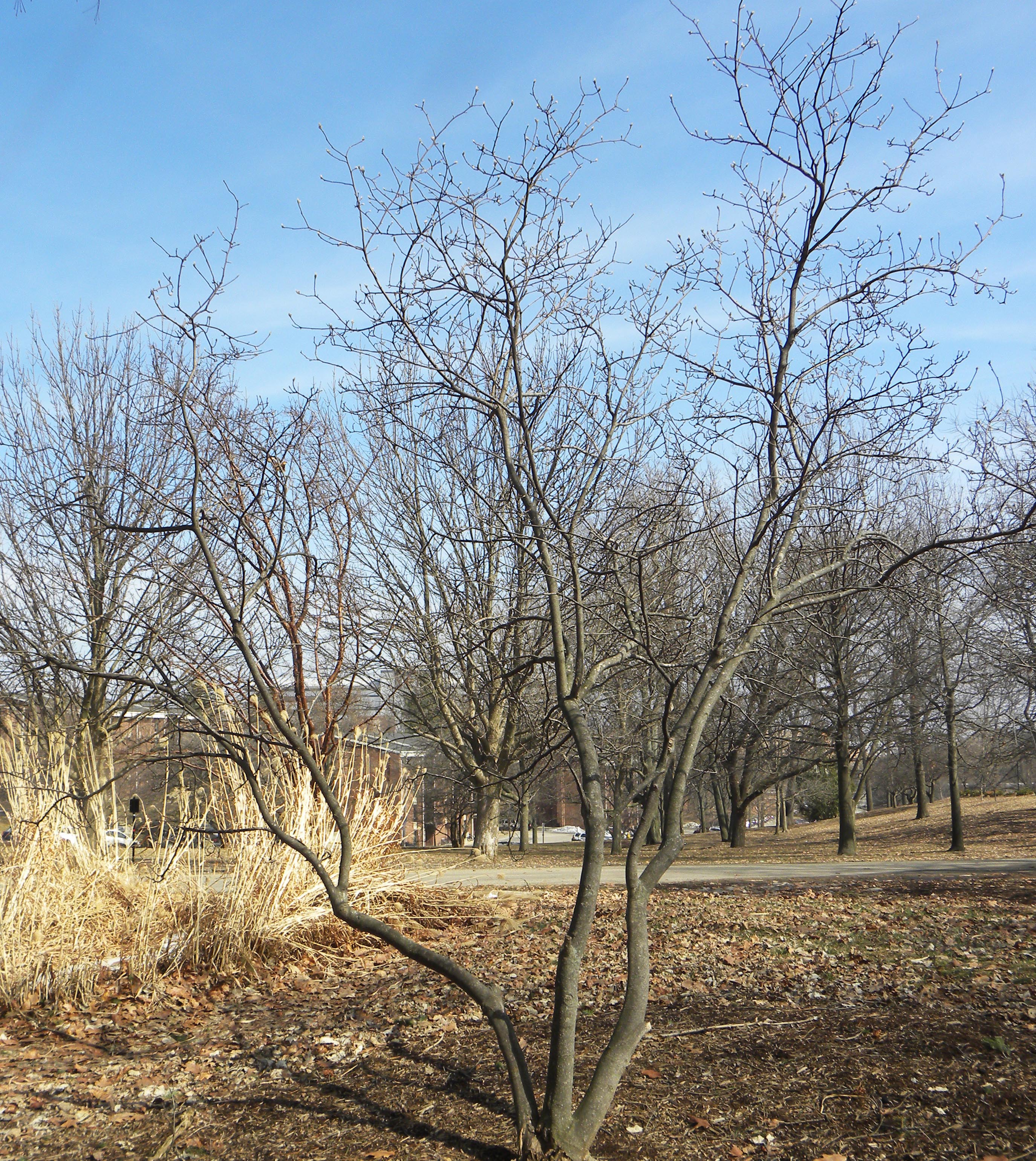 Magnolia liliiflora – Purdue Arboretum Explorer
