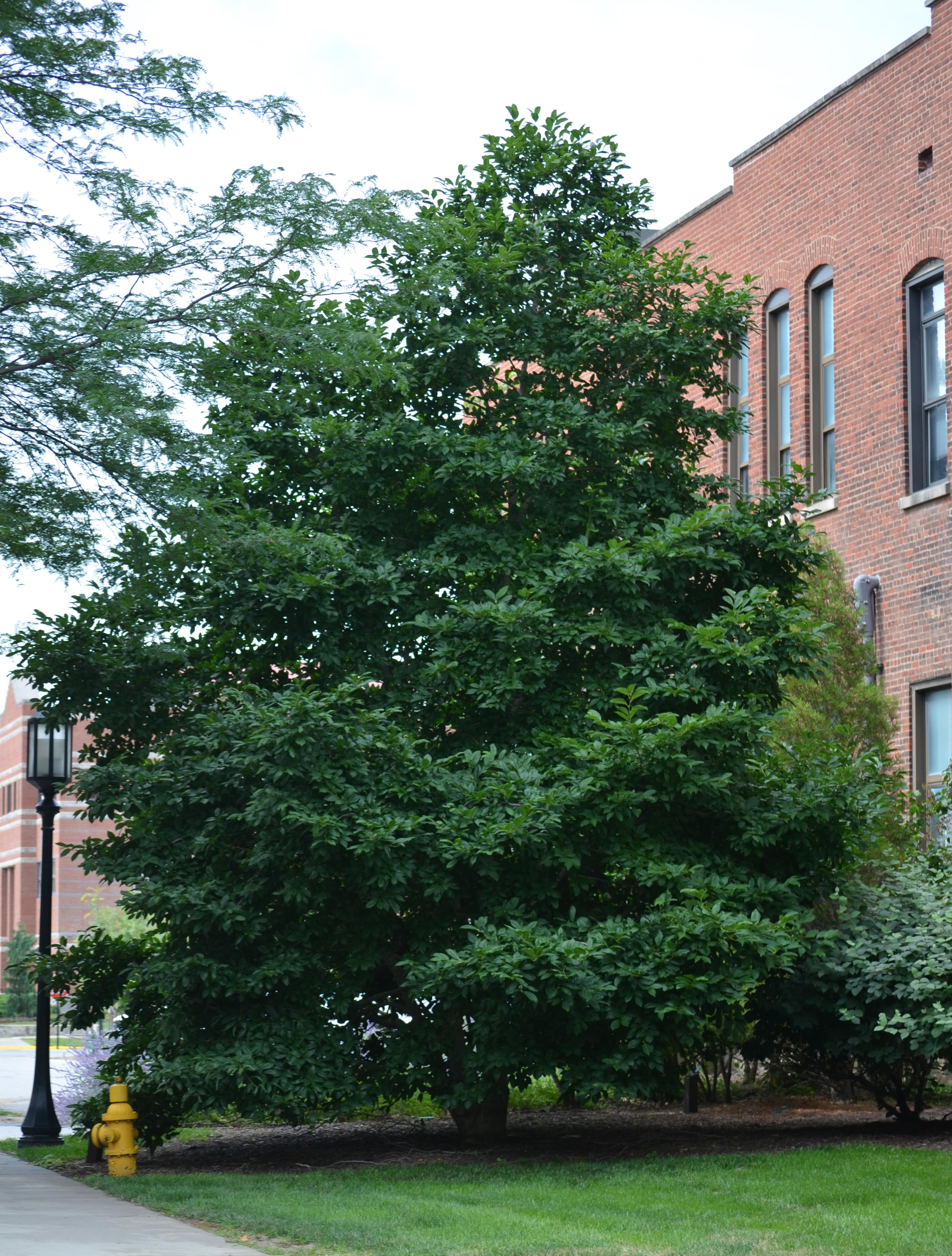 Magnolia salicifolia – Purdue Arboretum Explorer