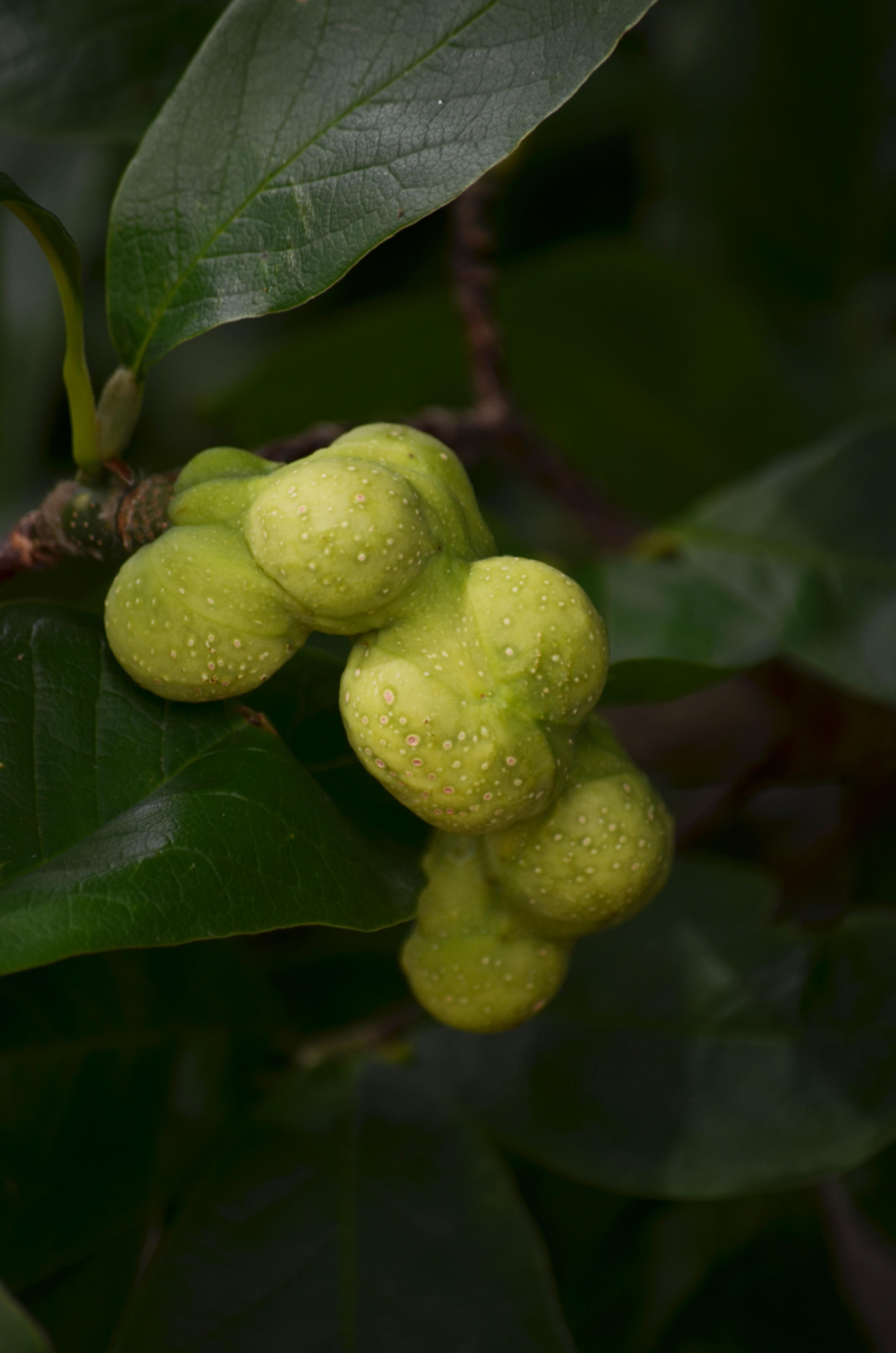 Magnolia salicifolia – Purdue Arboretum Explorer