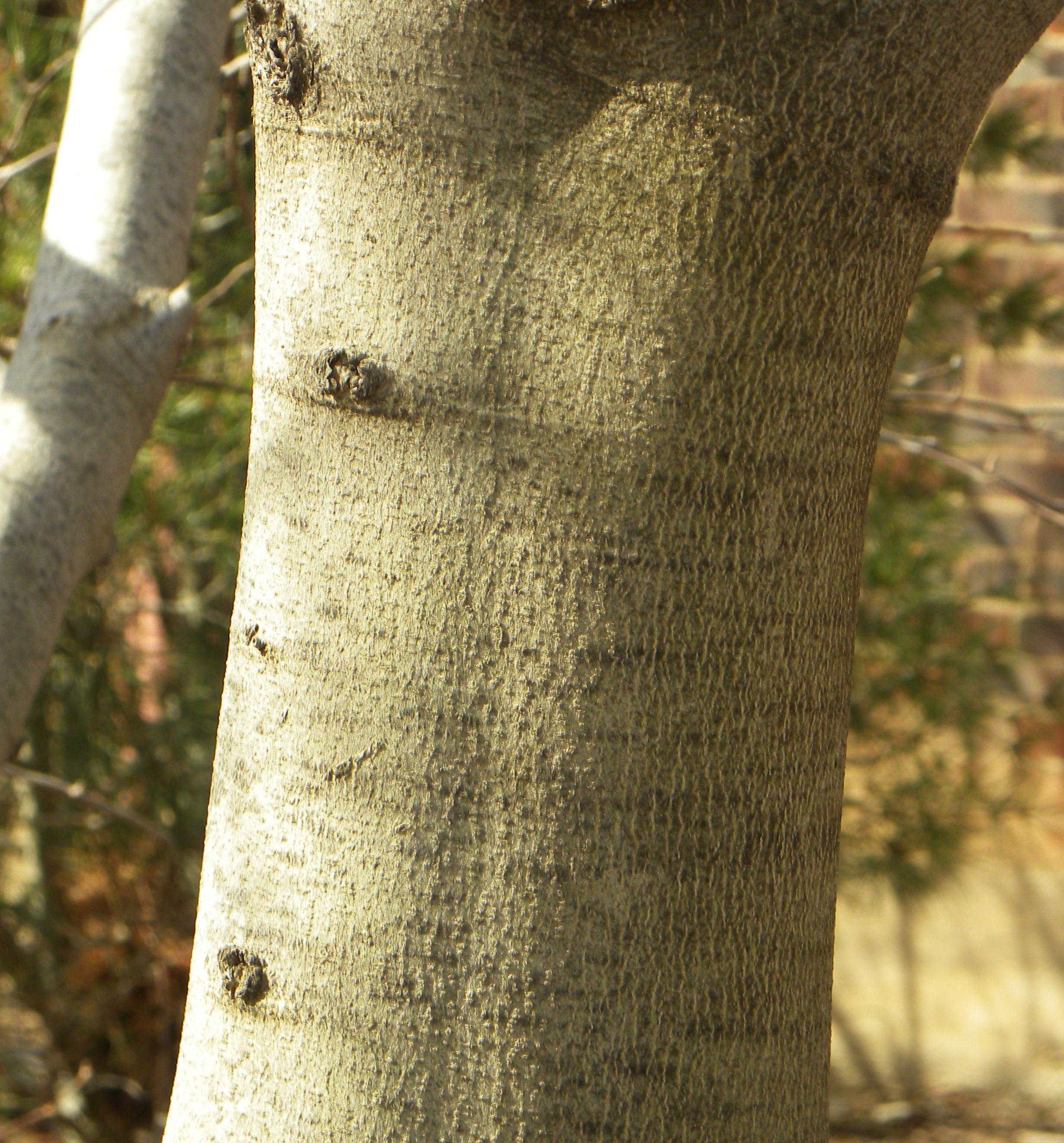 Magnolia salicifolia – Purdue Arboretum Explorer
