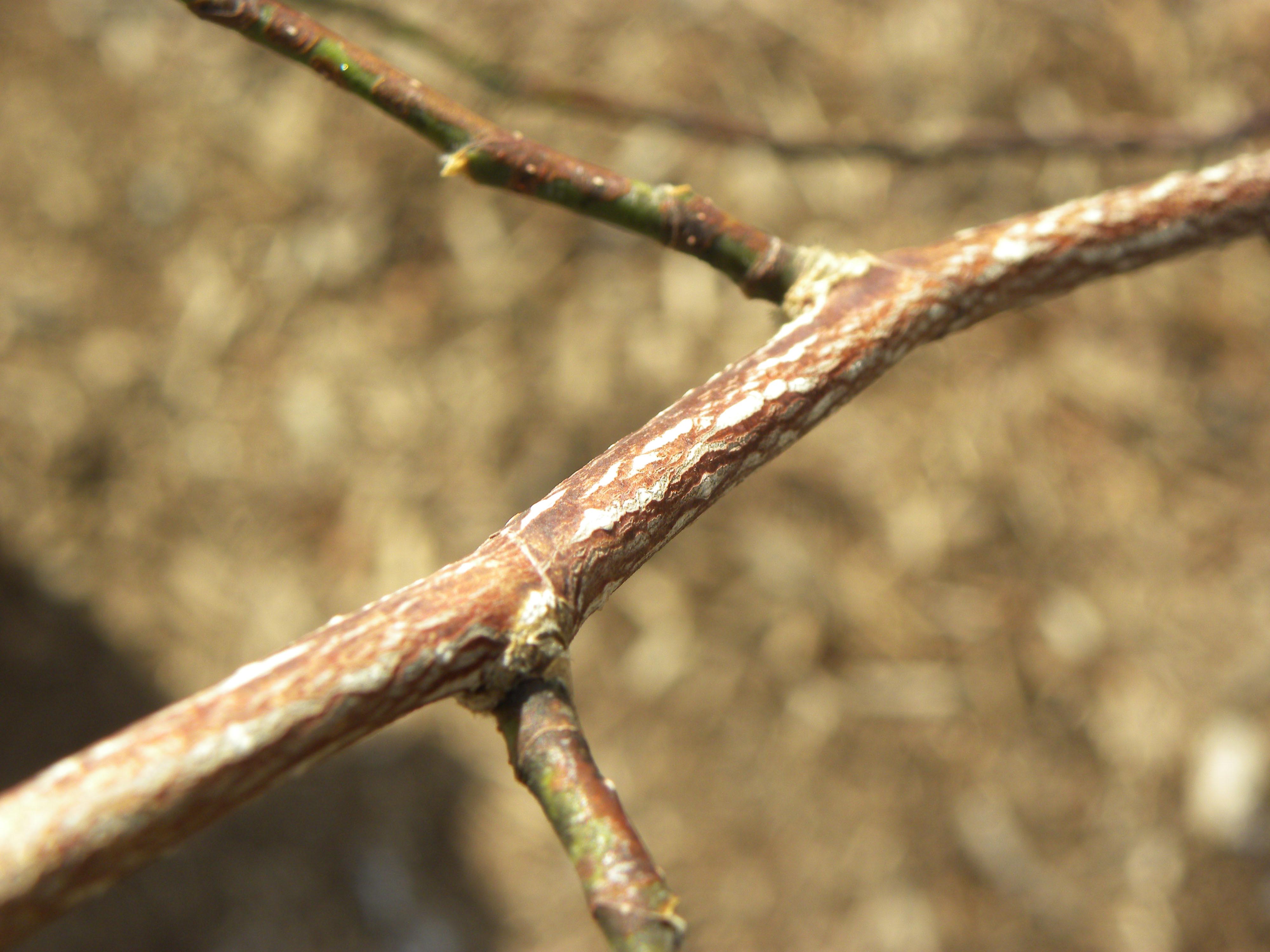 Magnolia salicifolia – Purdue Arboretum Explorer