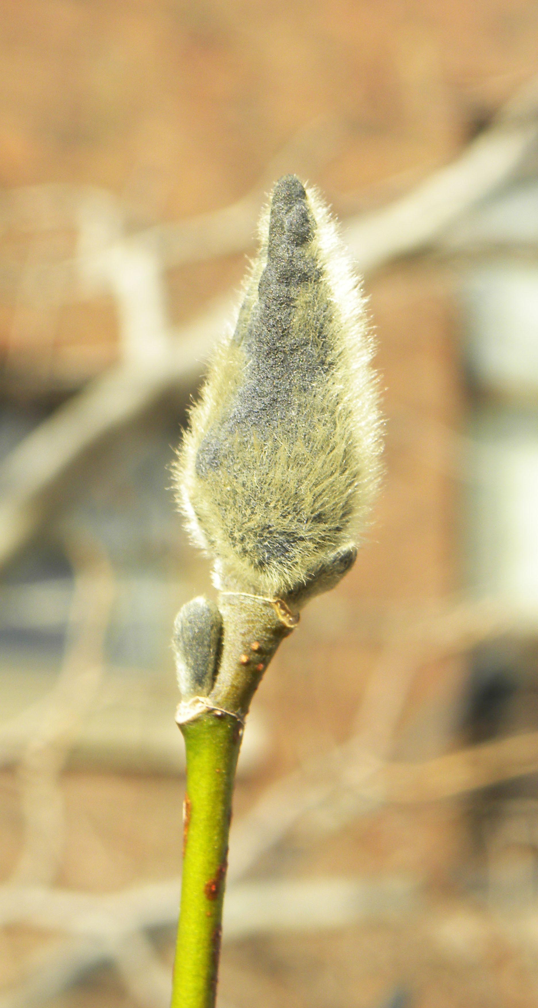 Magnolia salicifolia – Purdue Arboretum Explorer