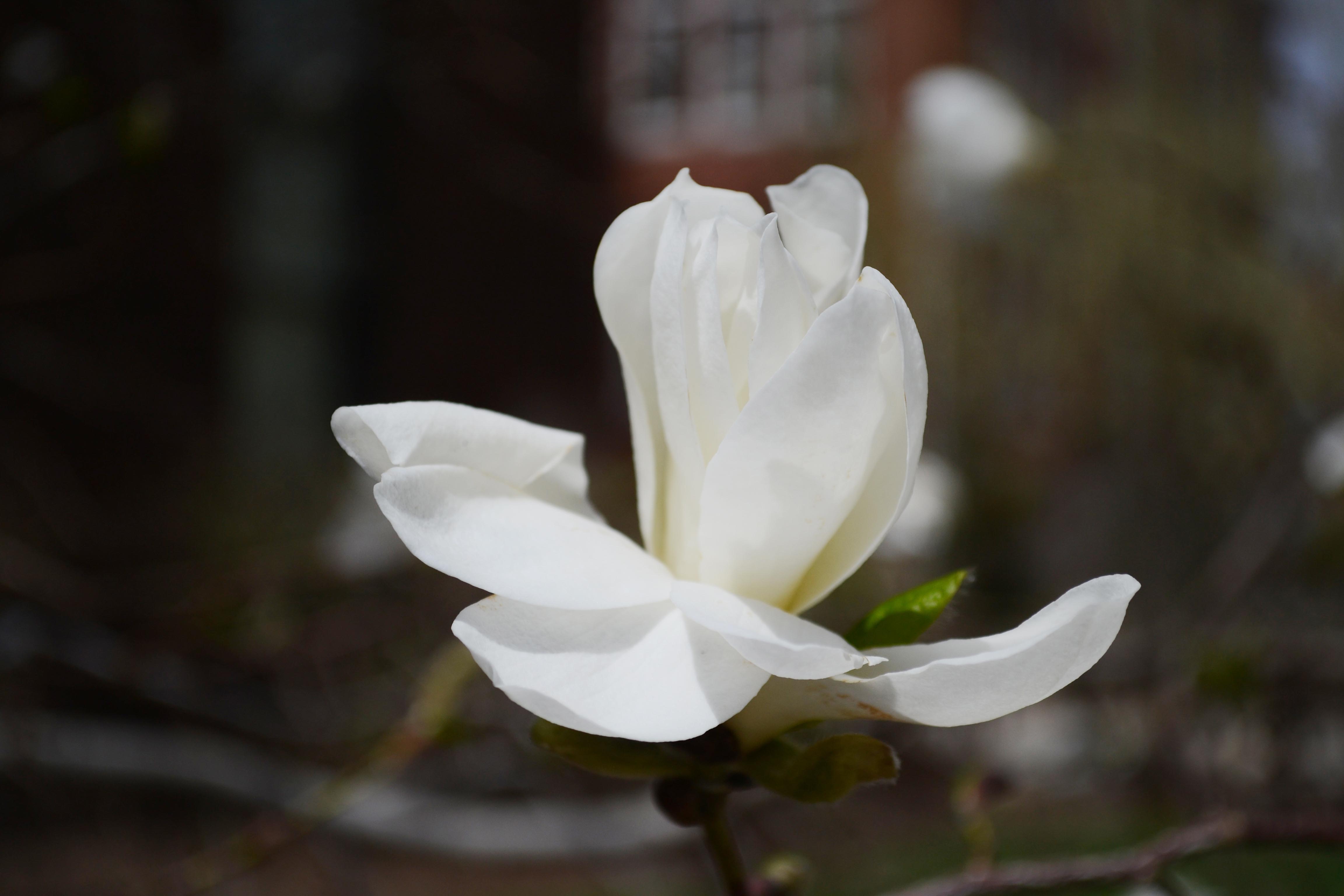 Magnolia salicifolia – Purdue Arboretum Explorer