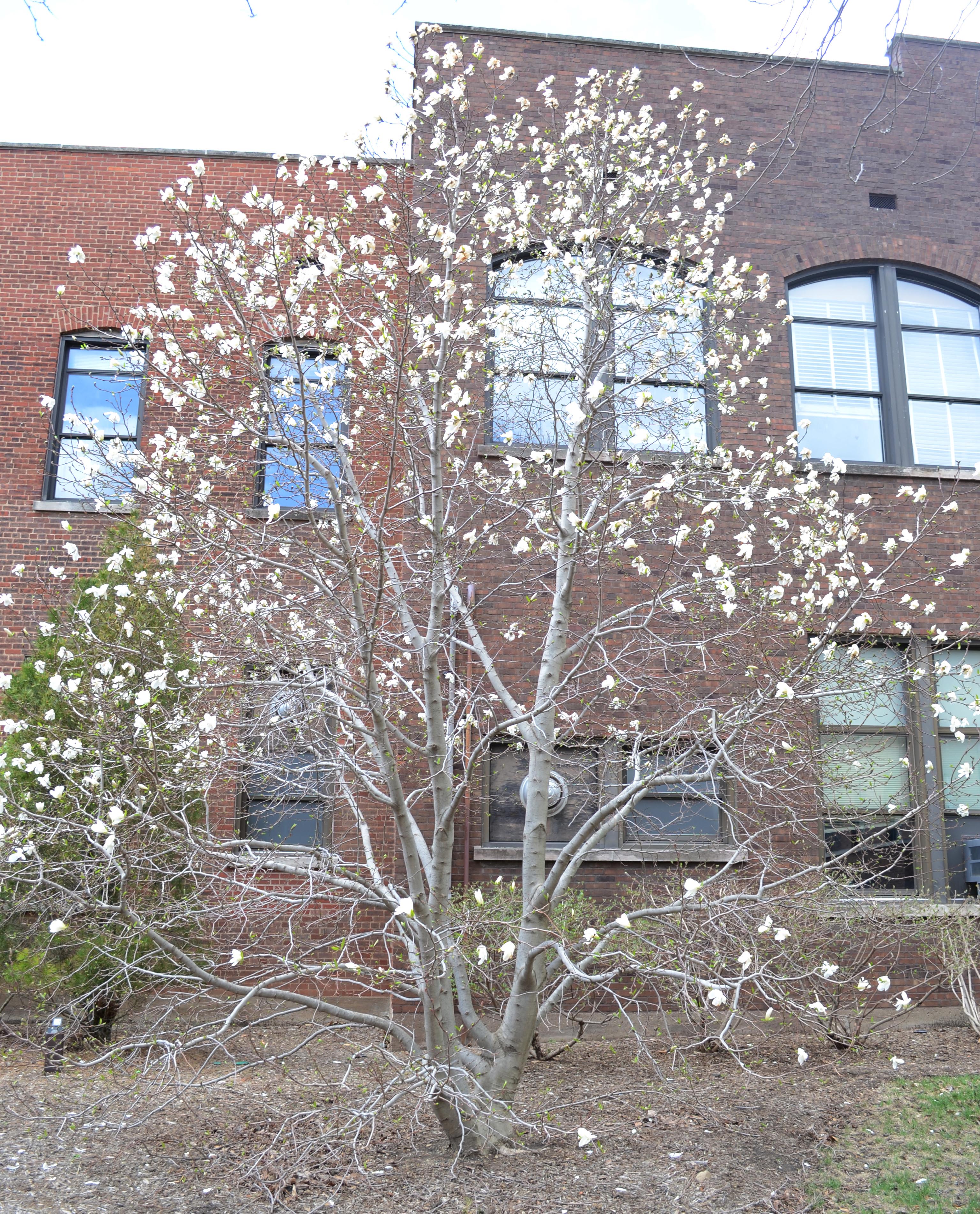 Magnolia salicifolia – Purdue Arboretum Explorer