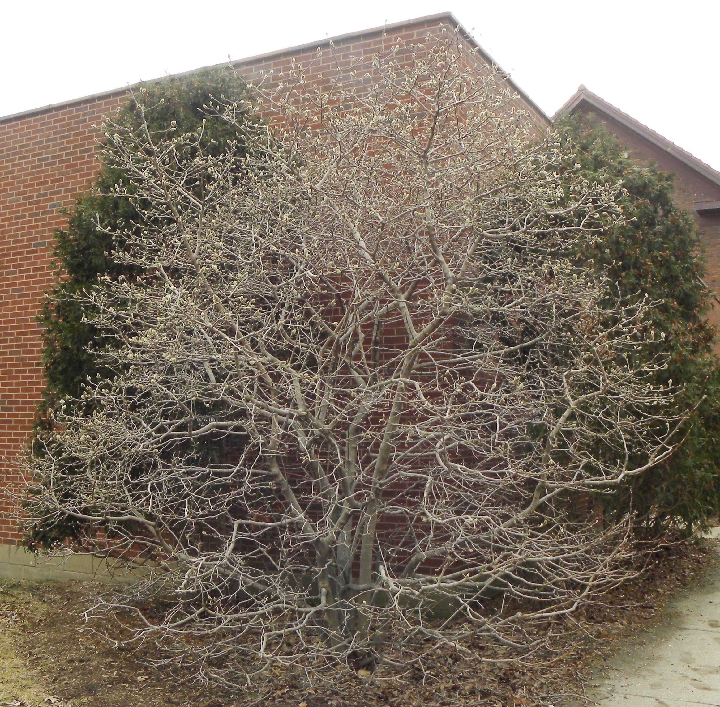 Magnolia stellata – Purdue Arboretum Explorer