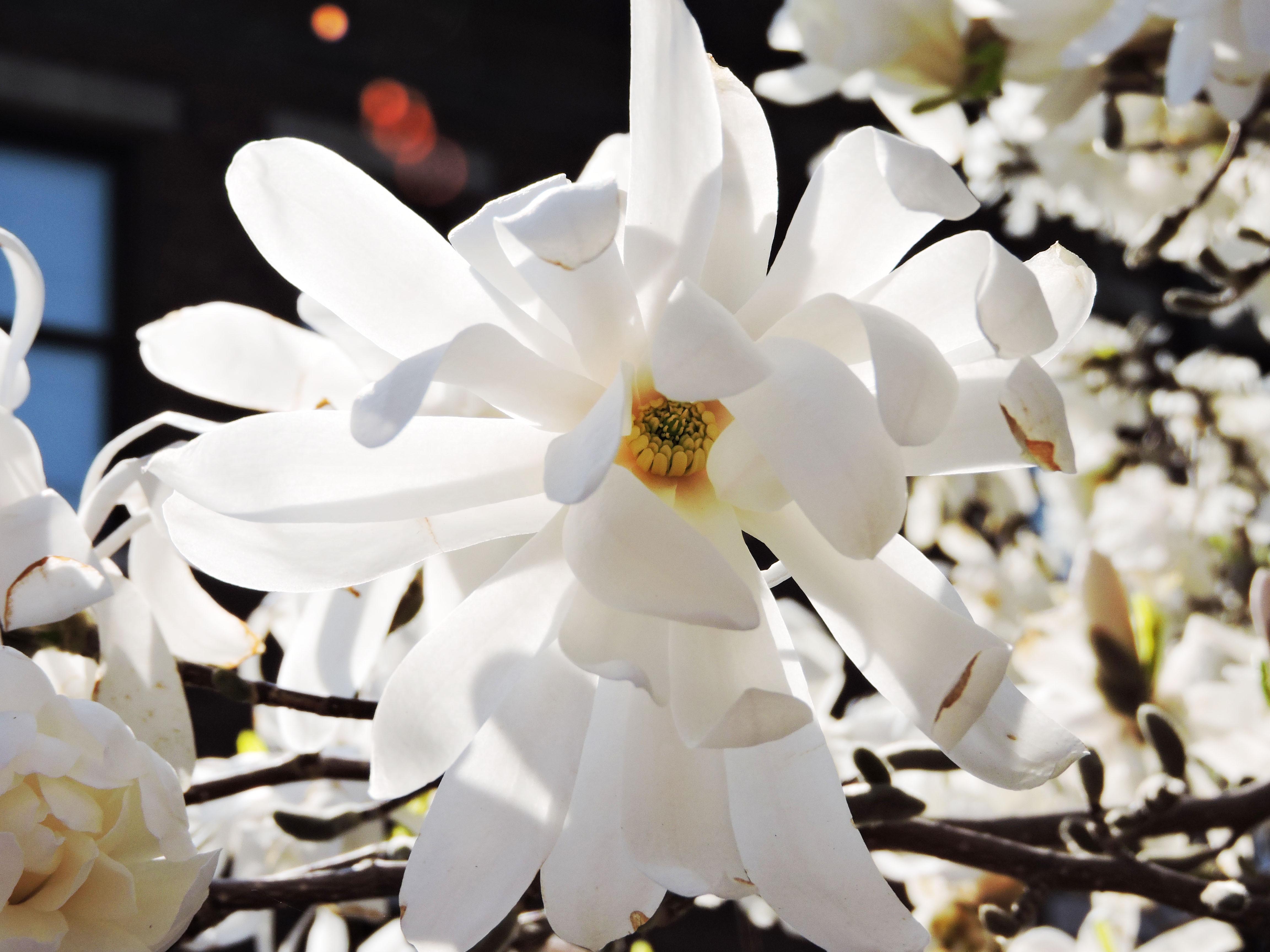 Magnolia stellata – Purdue Arboretum Explorer