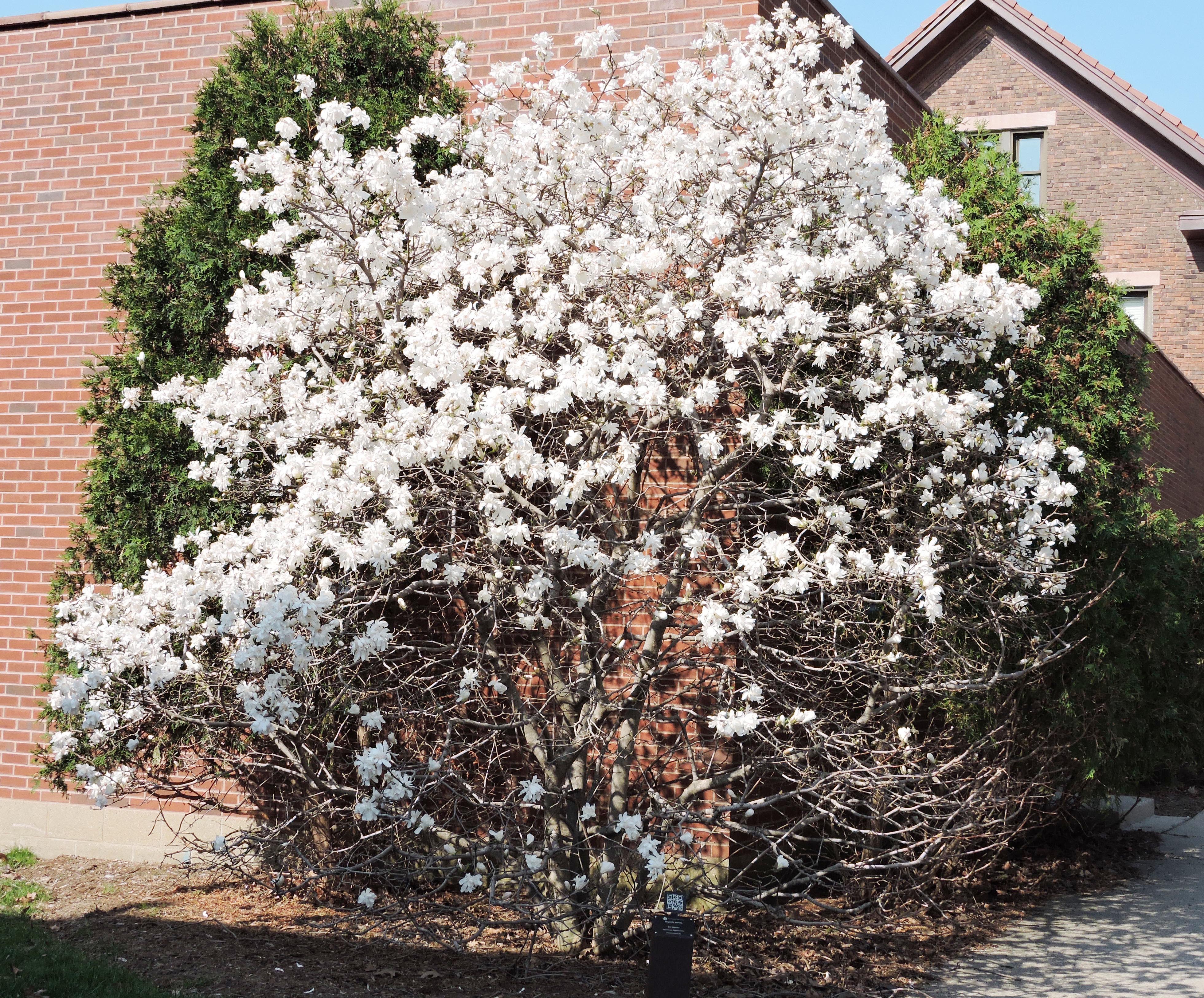 Magnolia stellata – Purdue Arboretum Explorer