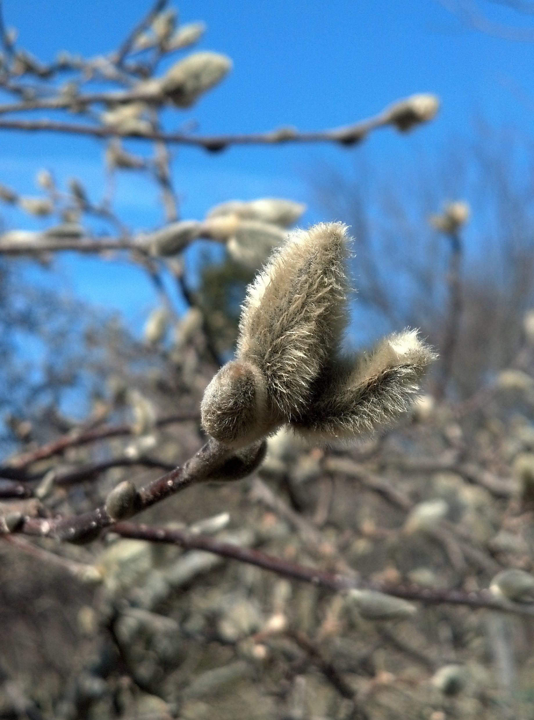 Magnolia stellata – Purdue Arboretum Explorer