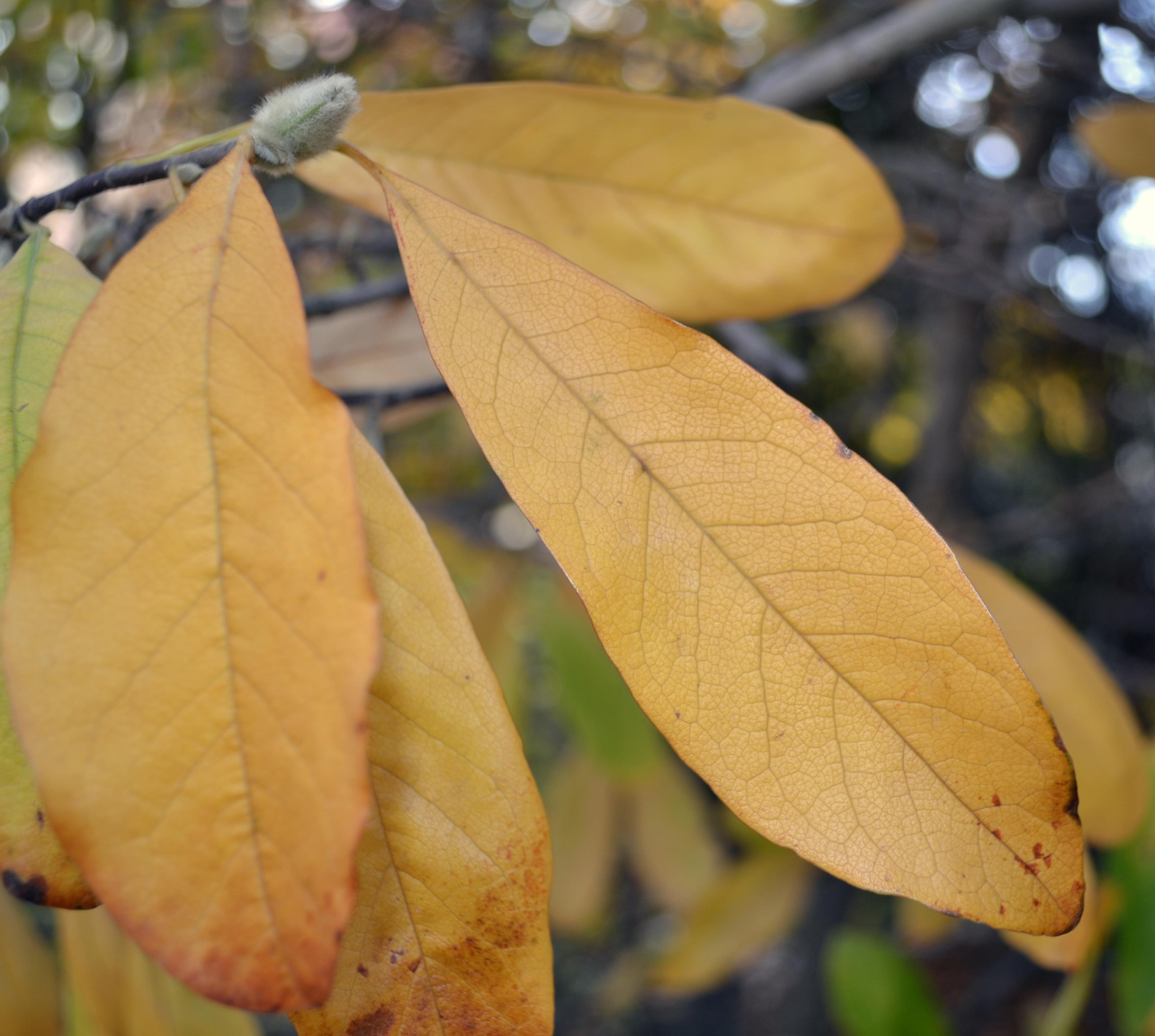 Magnolia stellata – Purdue Arboretum Explorer
