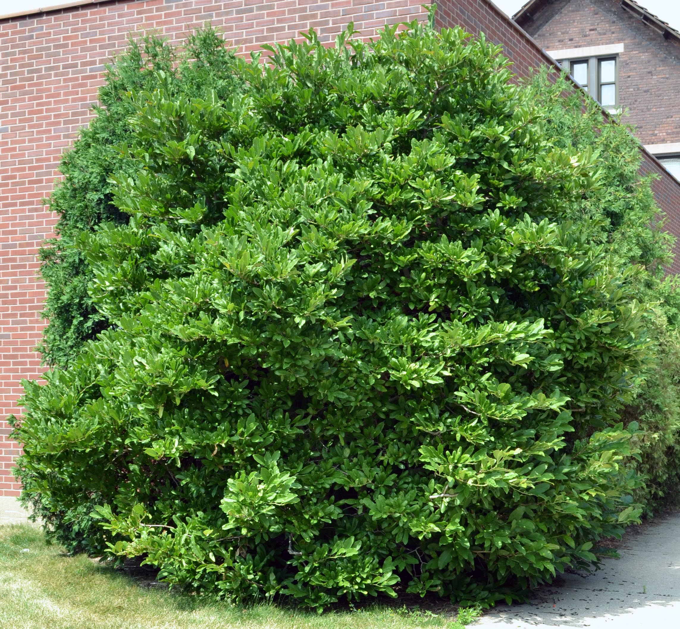 Magnolia stellata – Purdue Arboretum Explorer