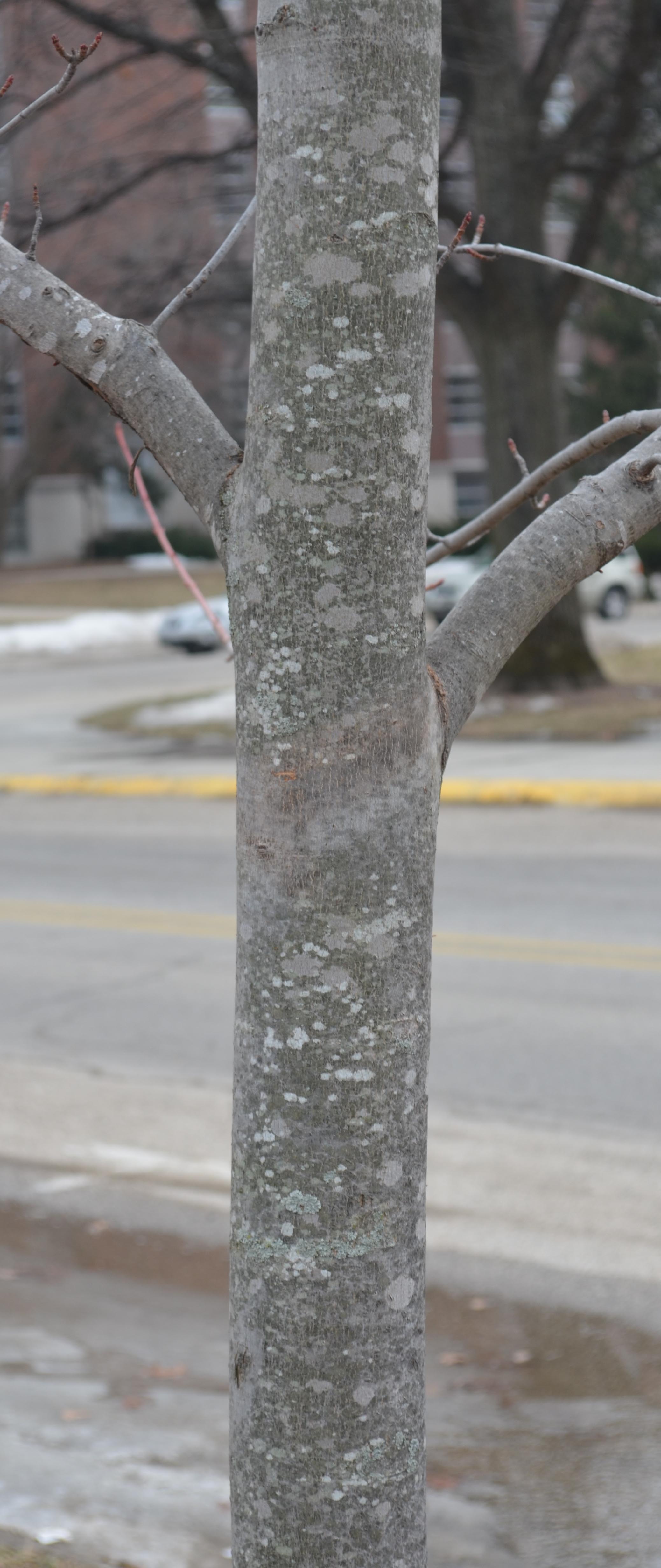 Acer rubrum ‘Fairview Flame’ – Purdue Arboretum Explorer