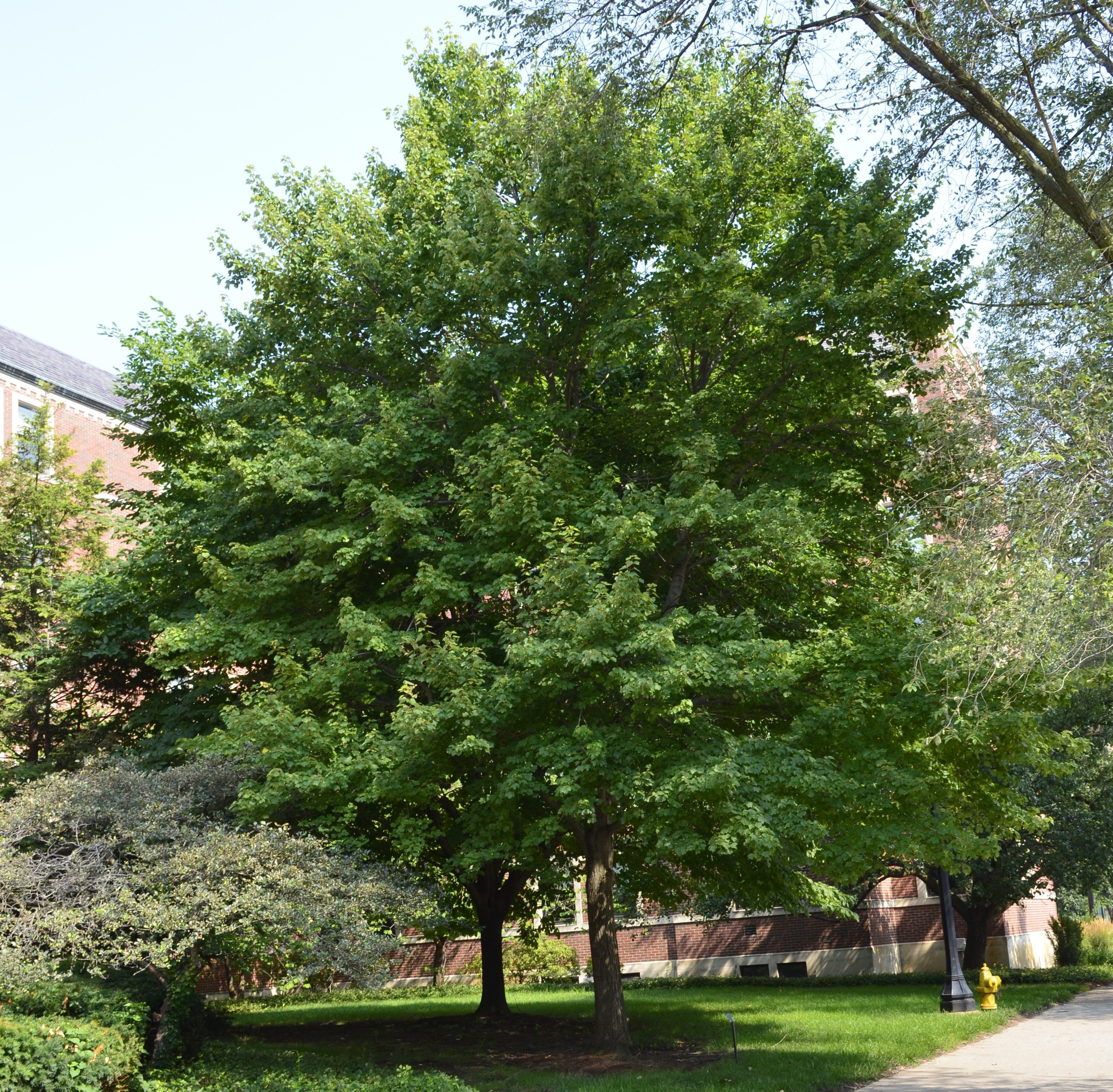 Acer rubrum ‘Fairview Flame’ – Purdue Arboretum Explorer