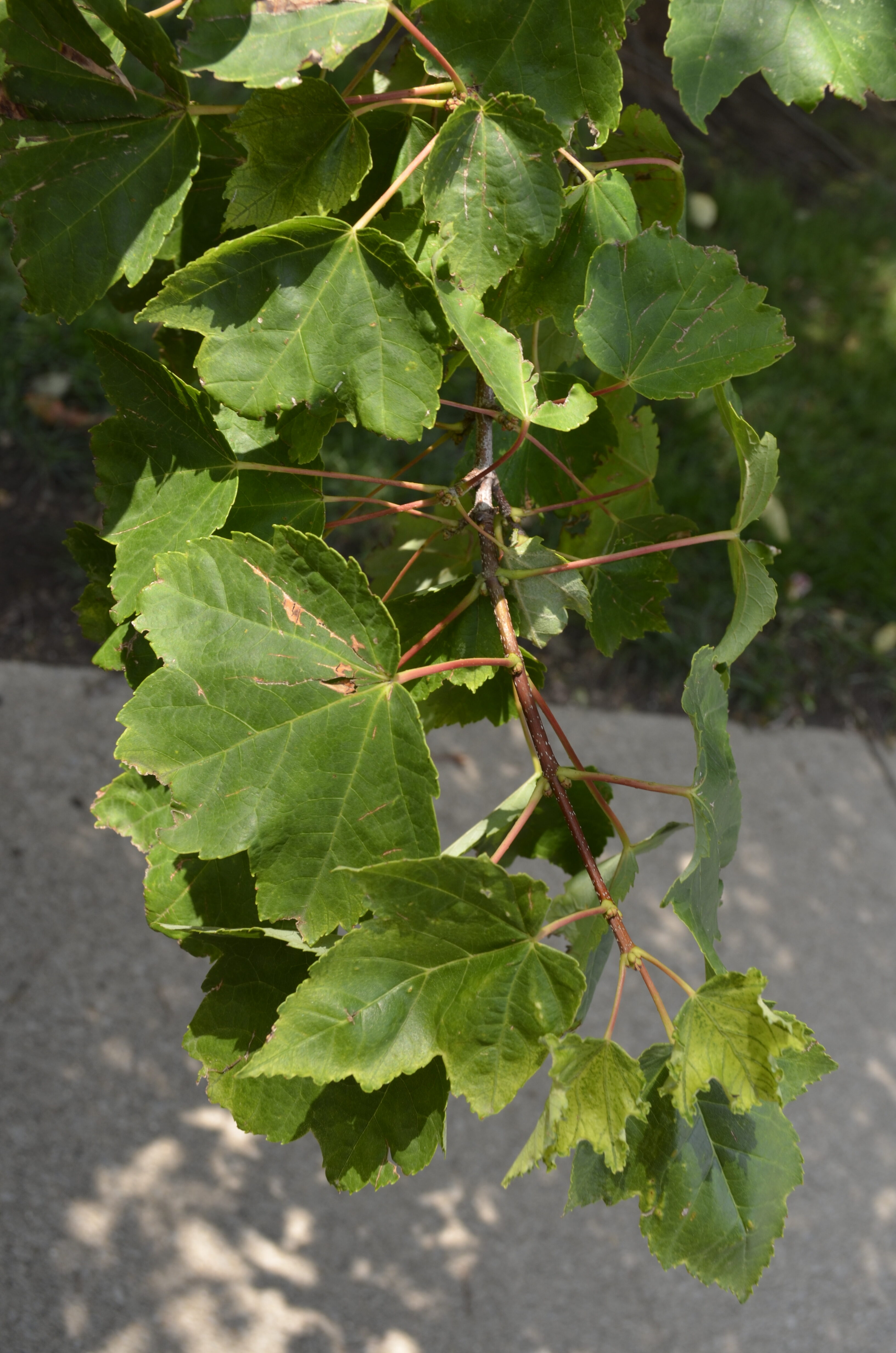 Acer rubrum ‘Fairview Flame’ – Purdue Arboretum Explorer
