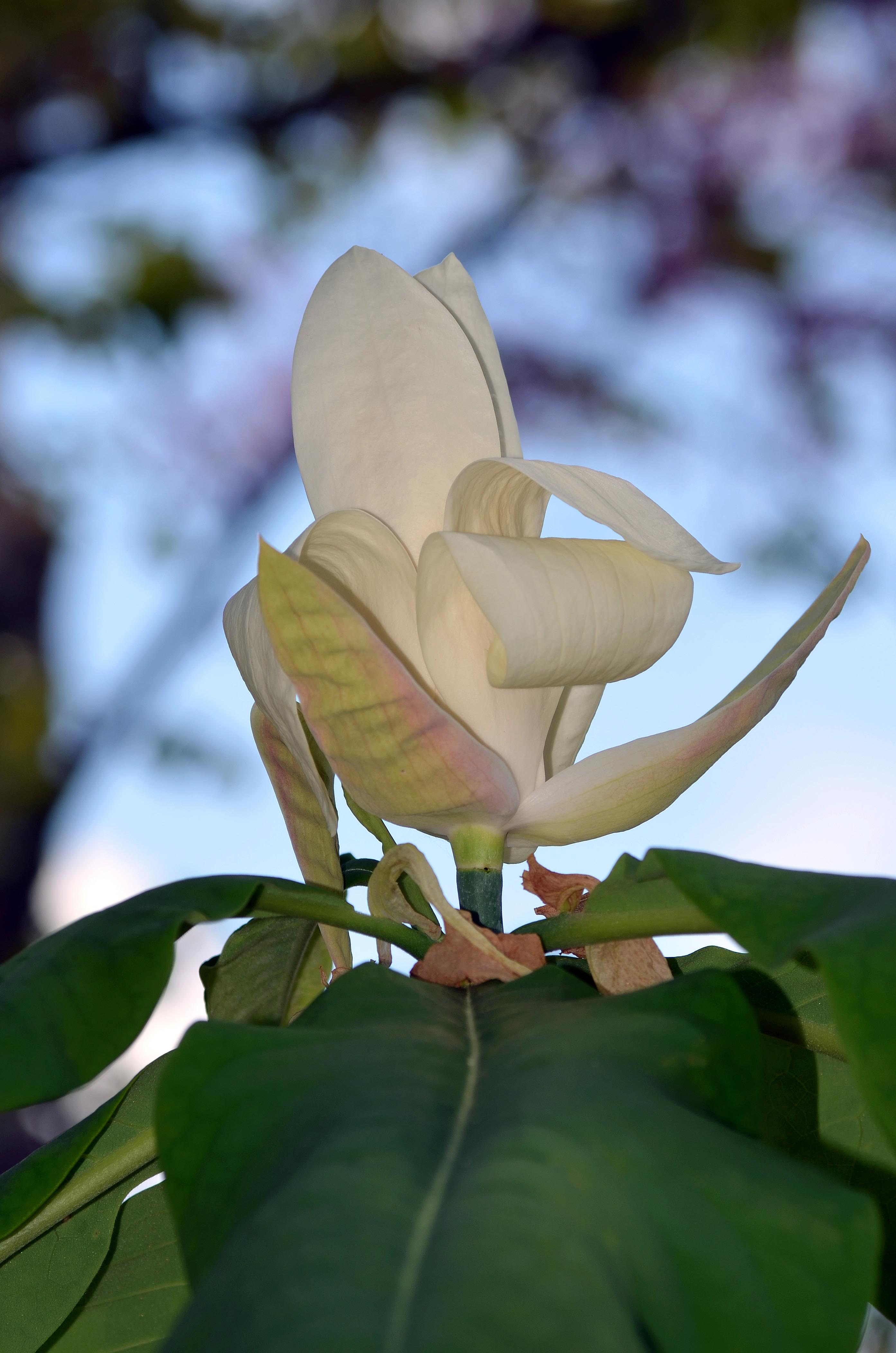 Magnolia tripetala – Purdue Arboretum Explorer