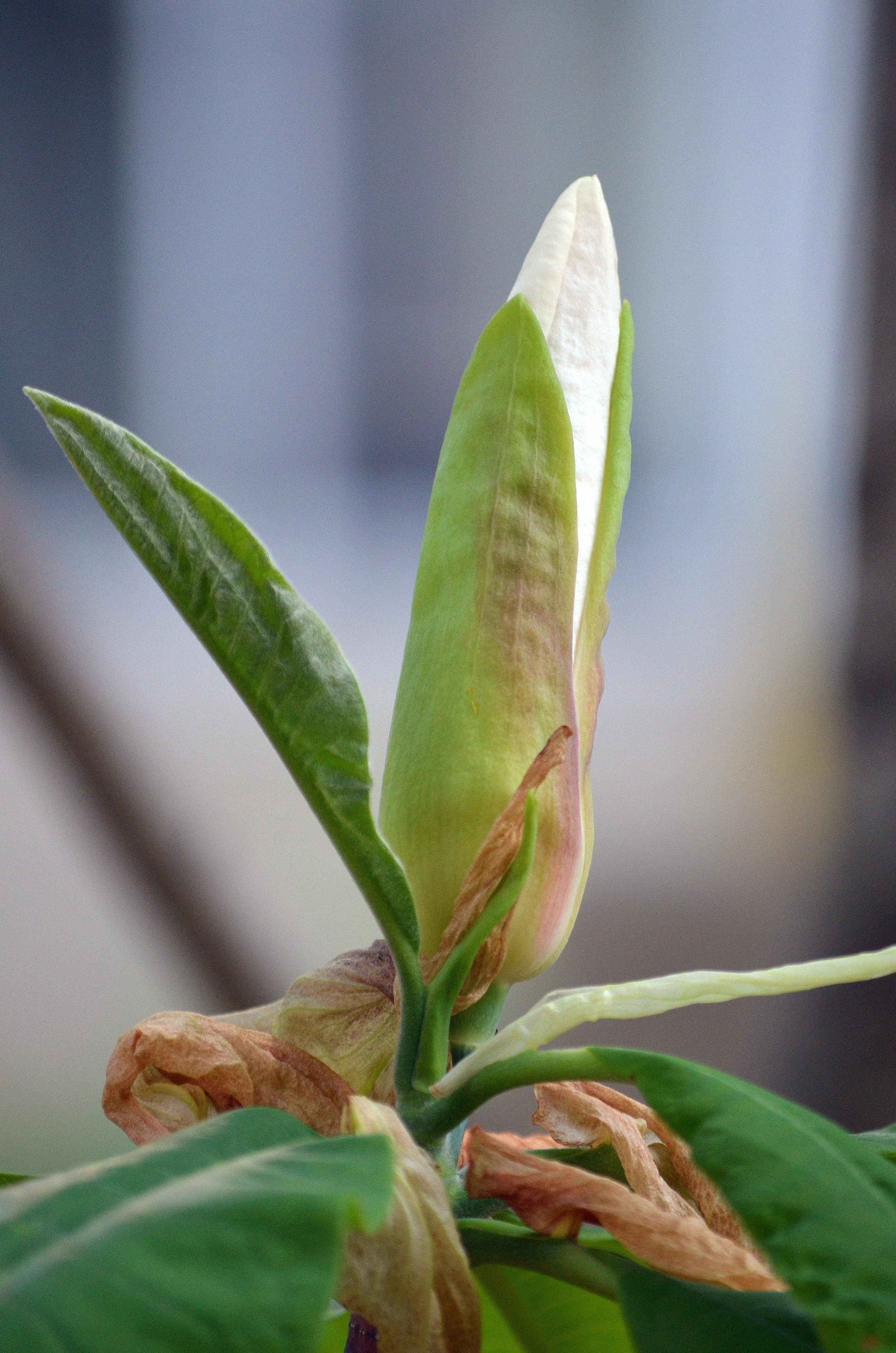 Magnolia tripetala – Purdue Arboretum Explorer