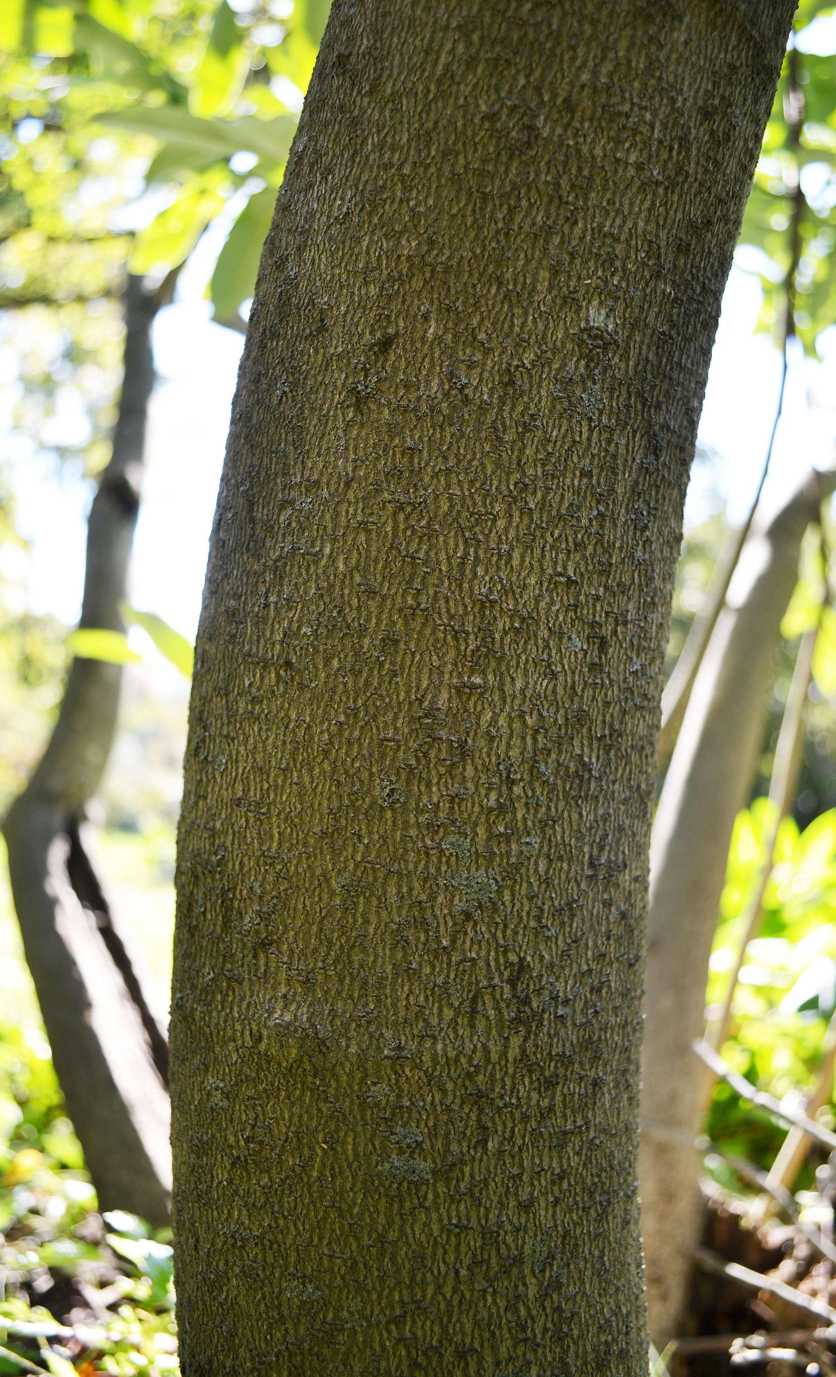 Magnolia virginiana – Purdue Arboretum Explorer