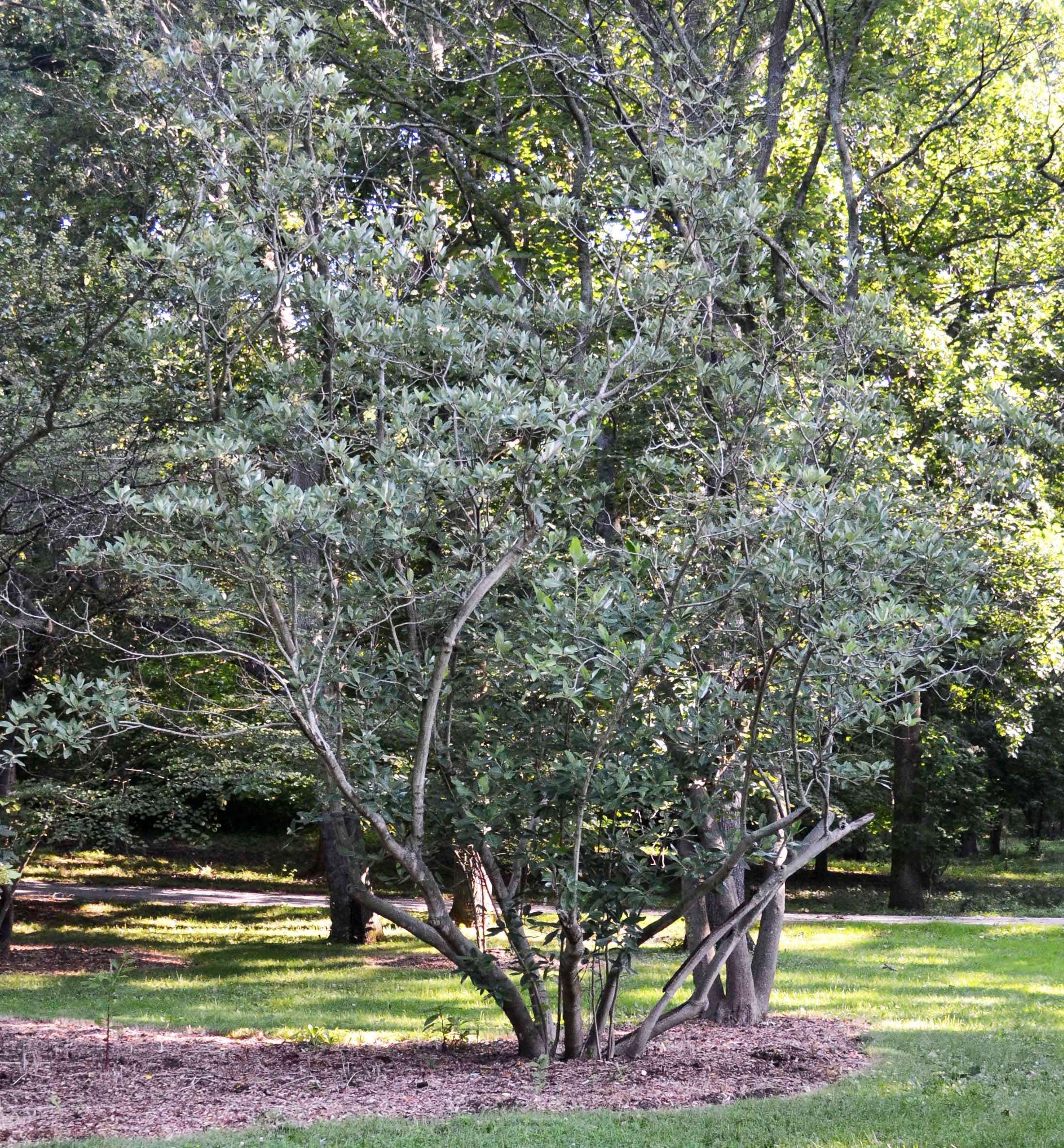 Magnolia virginiana – Purdue Arboretum Explorer