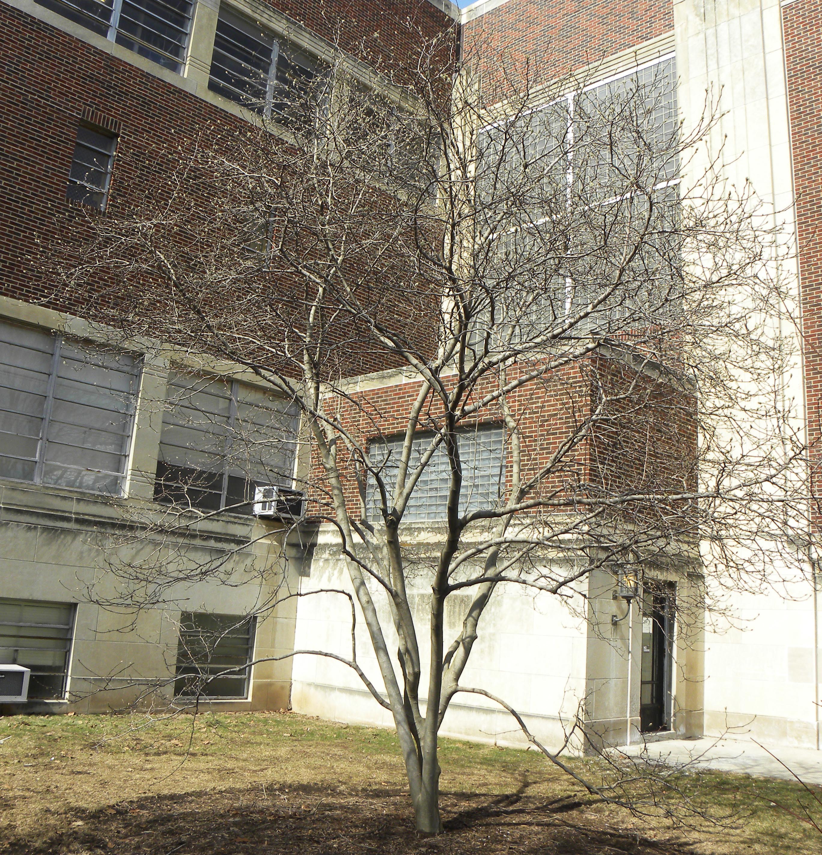 Magnolia × loebneri ‘Leonard Messel’ – Purdue Arboretum Explorer