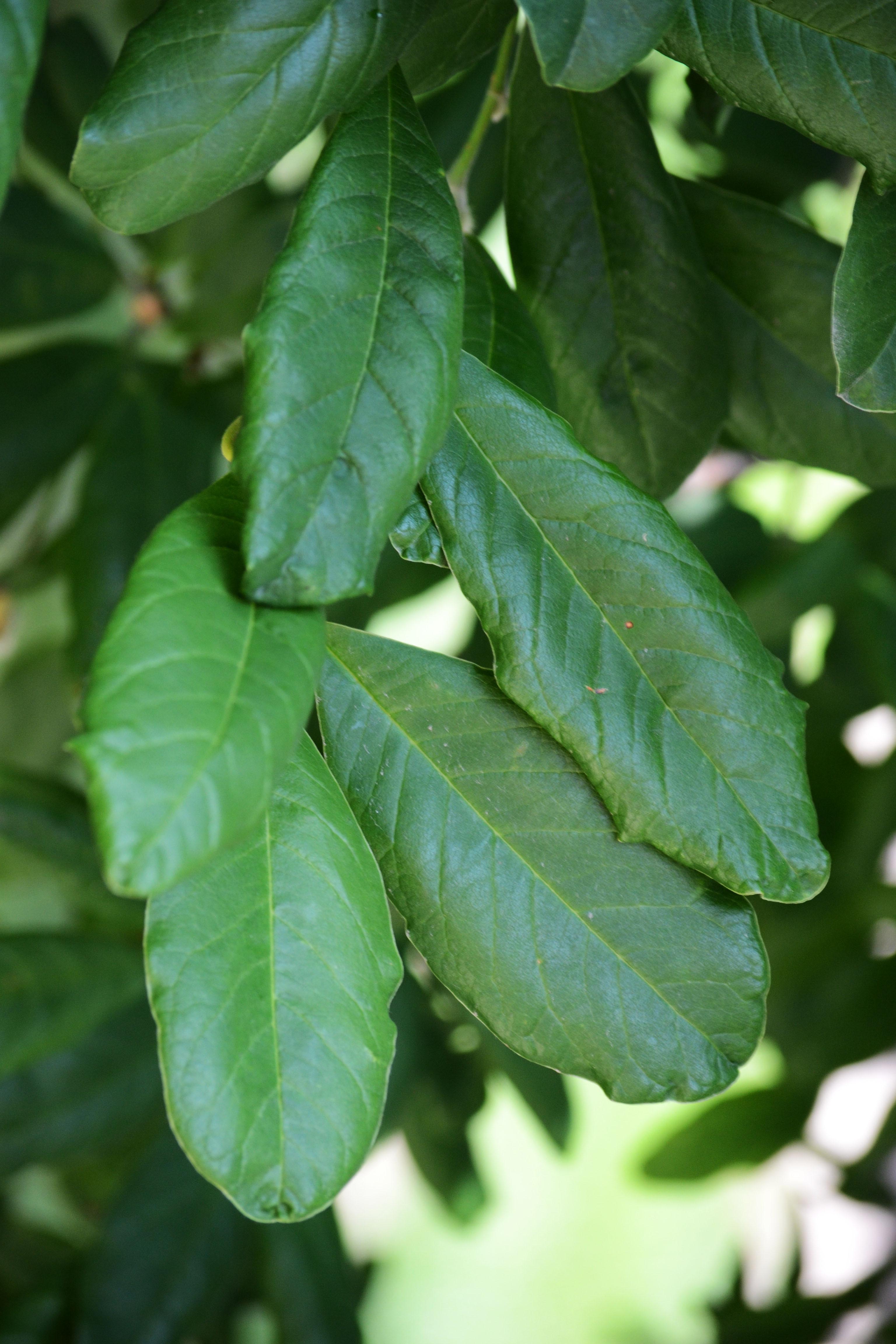 Magnolia × loebneri ‘Leonard Messel’ – Purdue Arboretum Explorer