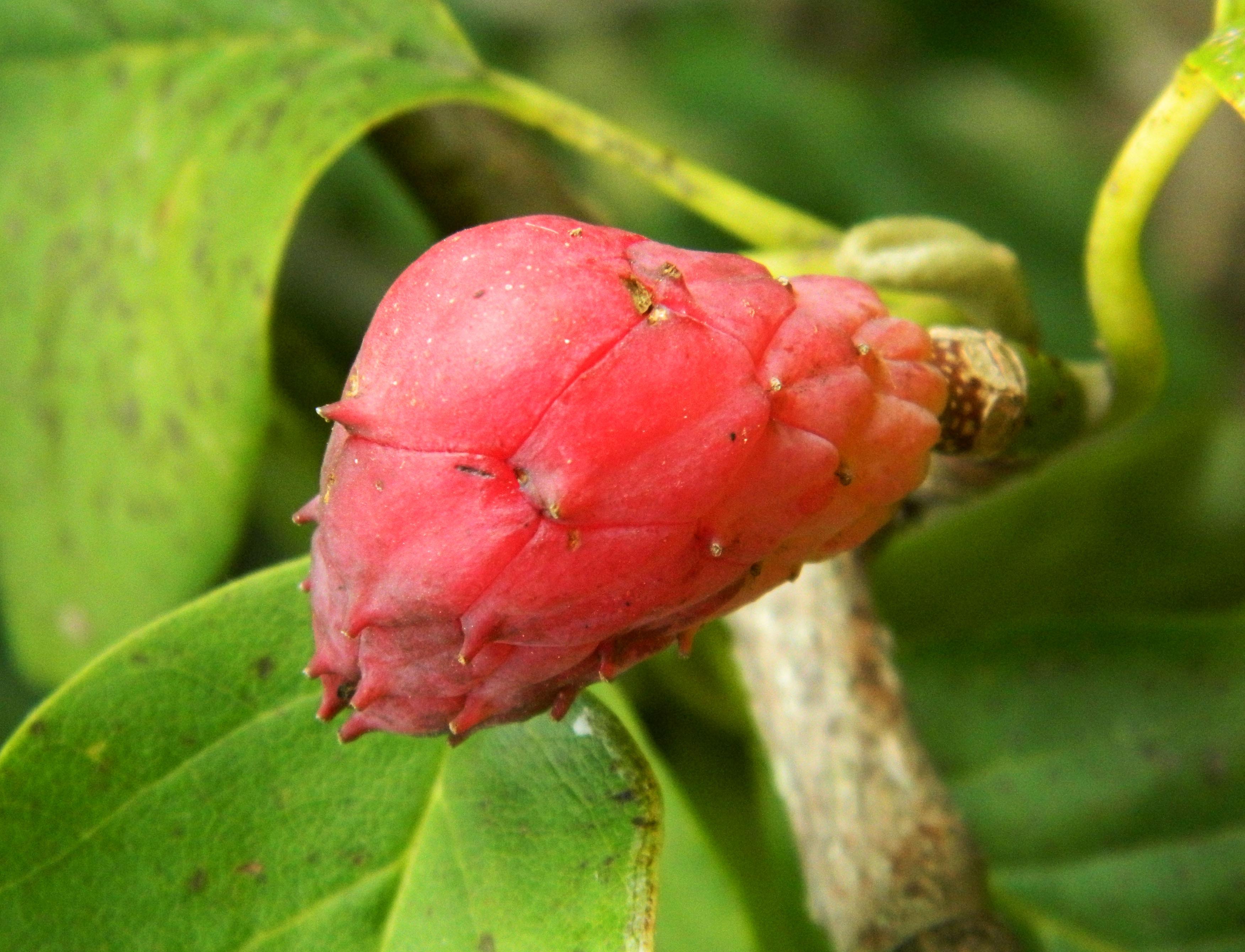 Magnolia × soulangeana – Purdue Arboretum Explorer