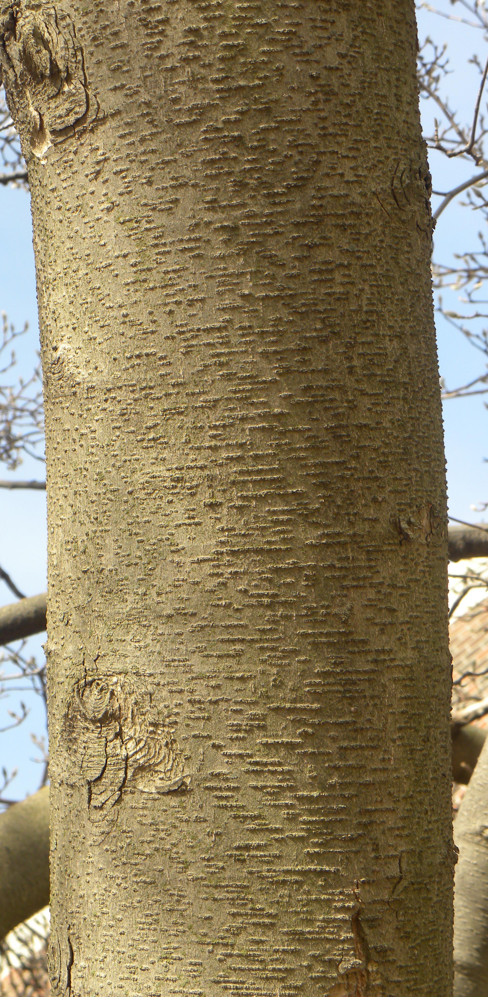 Magnolia × soulangeana – Purdue Arboretum Explorer