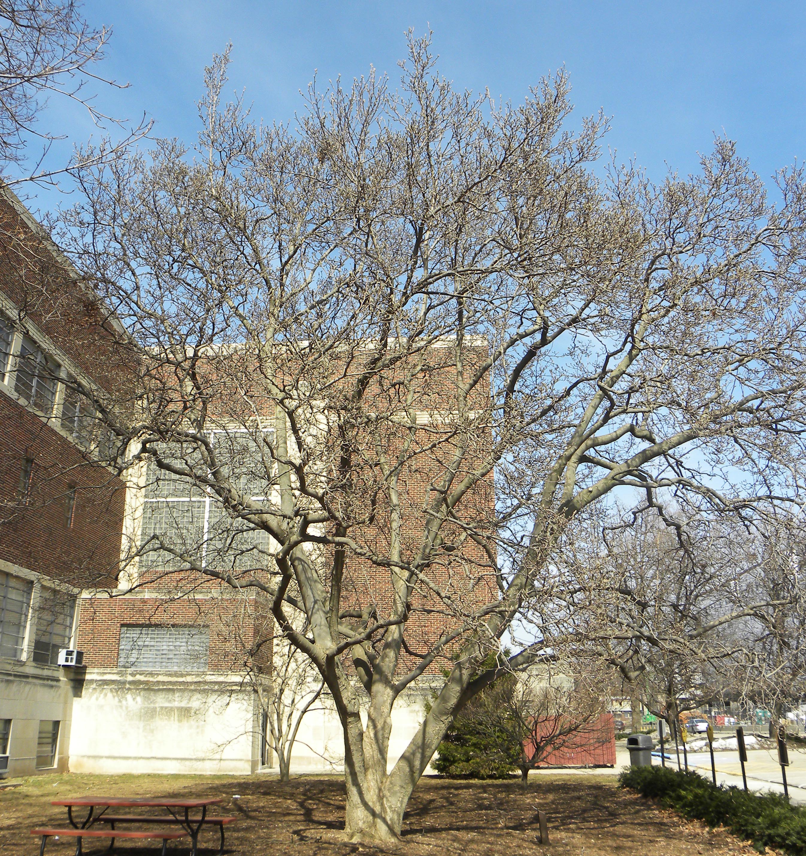 Magnolia × soulangeana – Purdue Arboretum Explorer