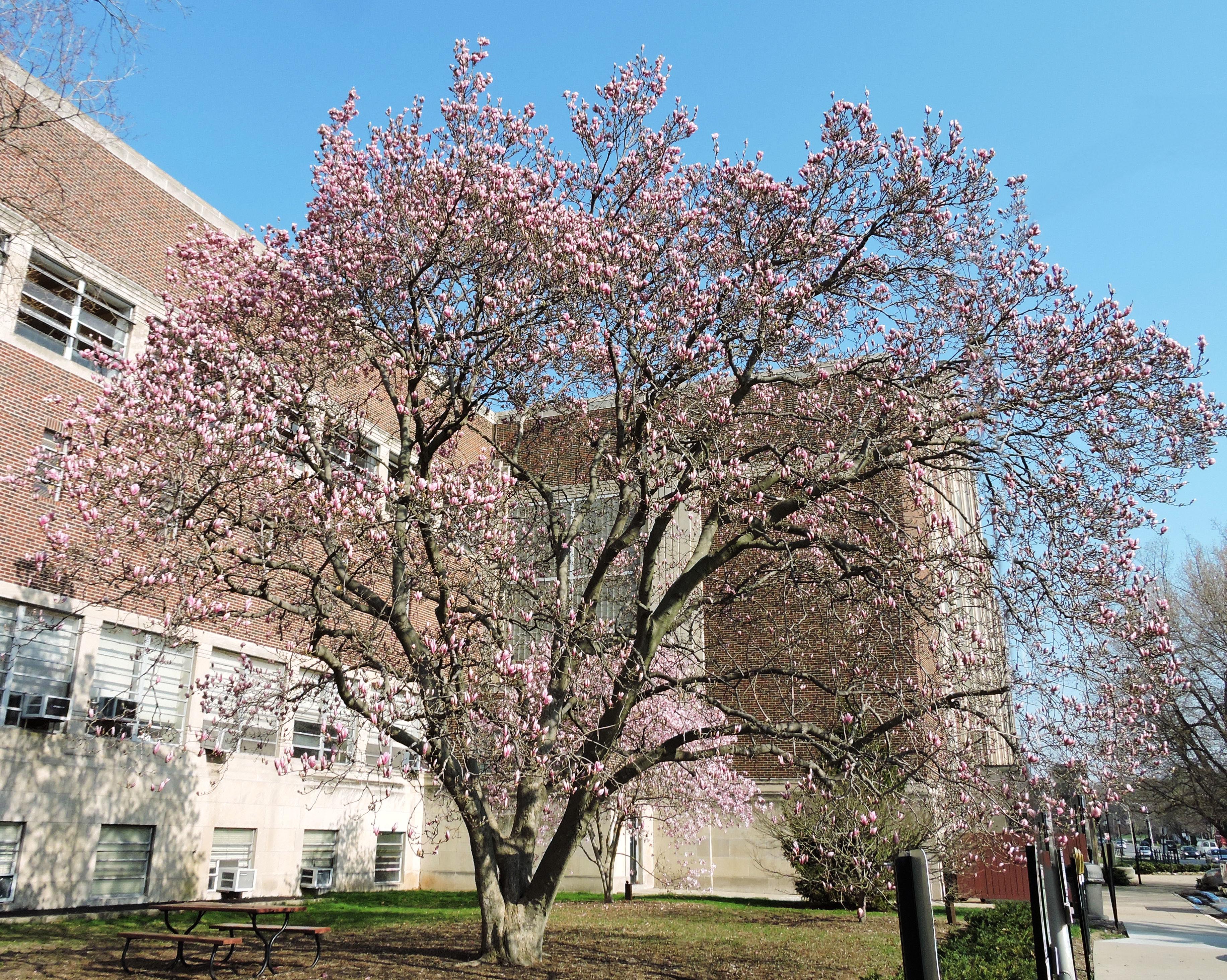 Magnolia × soulangeana – Purdue Arboretum Explorer