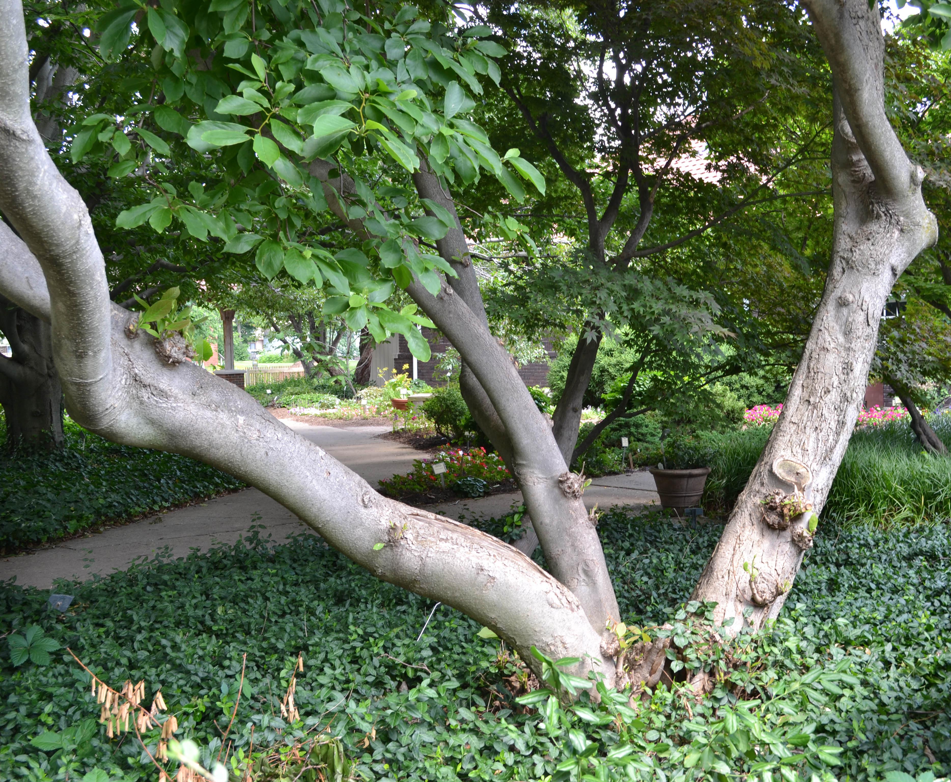 Magnolia × soulangeana – Purdue Arboretum Explorer