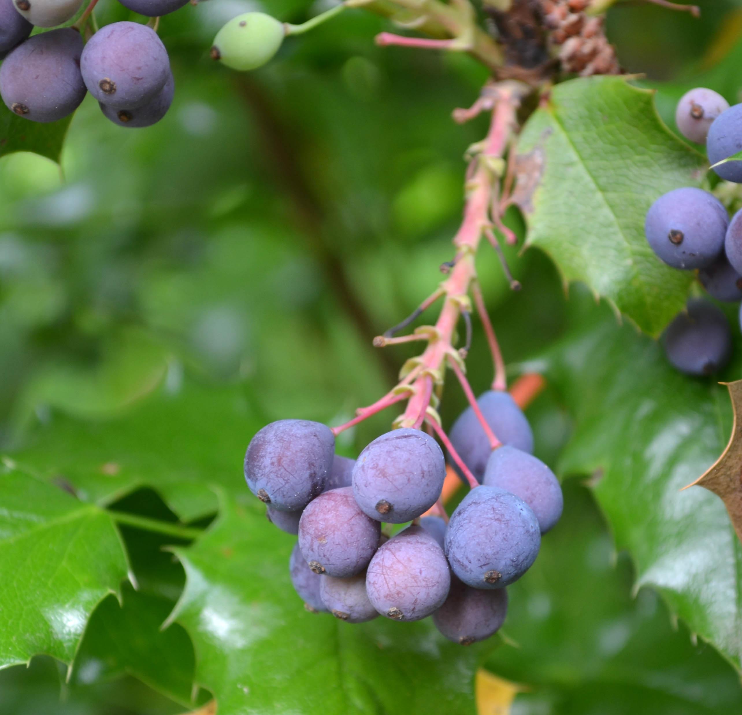 Mahonia aquifolium – Purdue Arboretum Explorer