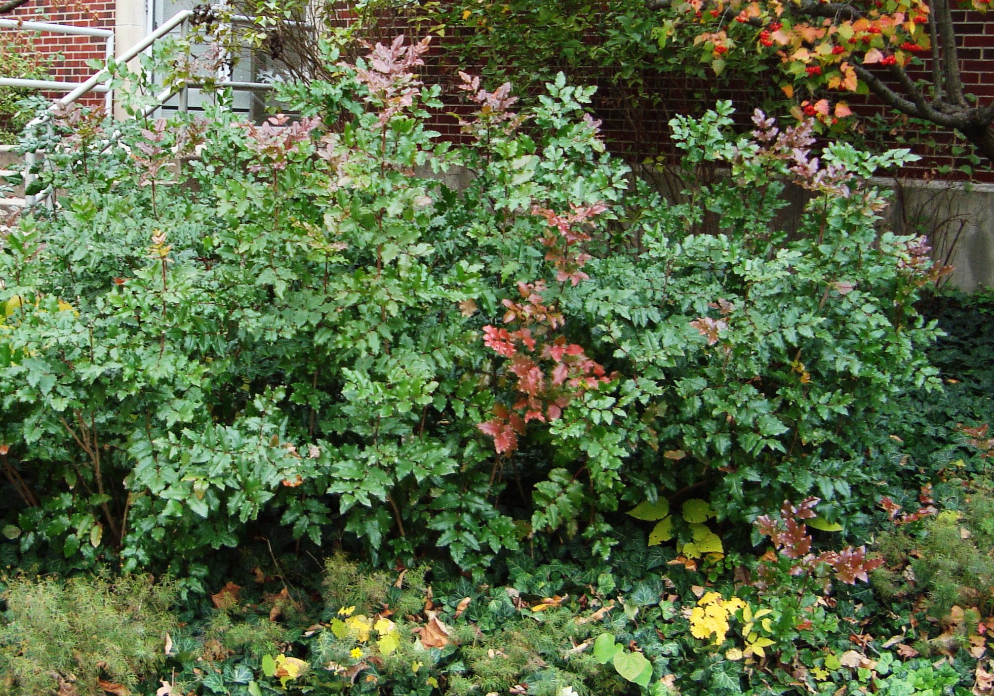 Mahonia aquifolium – Purdue Arboretum Explorer