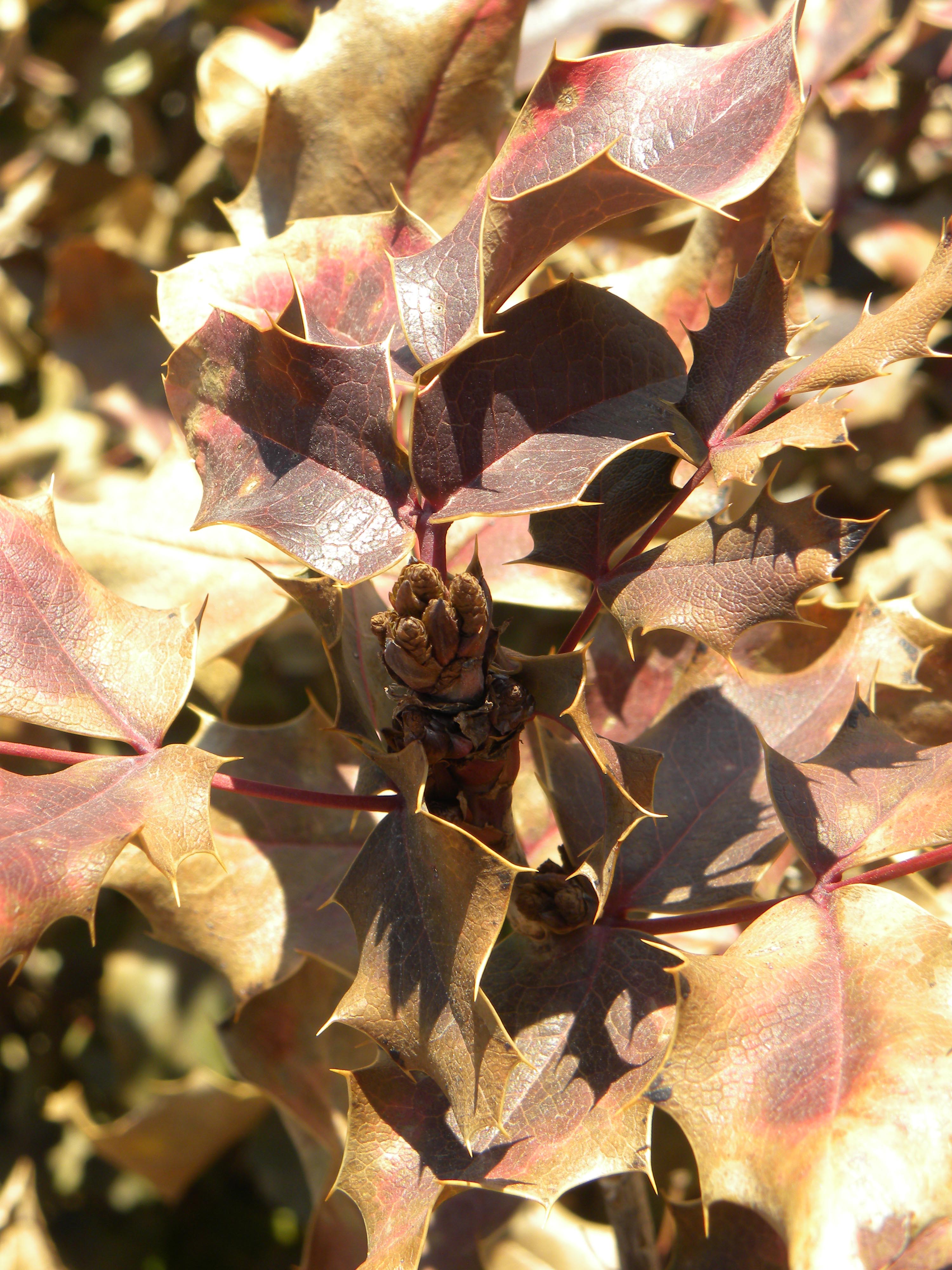 Mahonia aquifolium – Purdue Arboretum Explorer