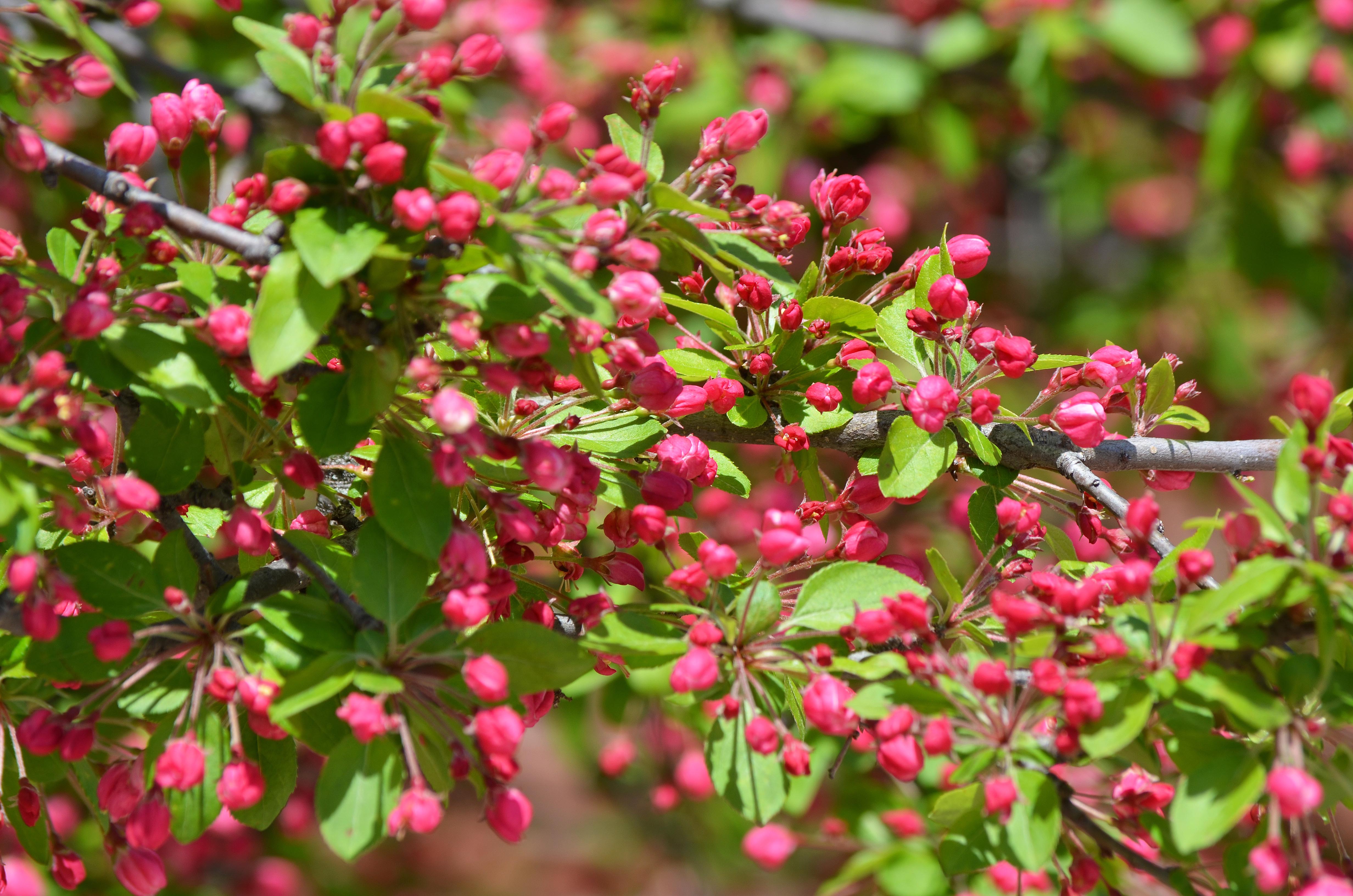 Malus floribunda – Purdue Arboretum Explorer