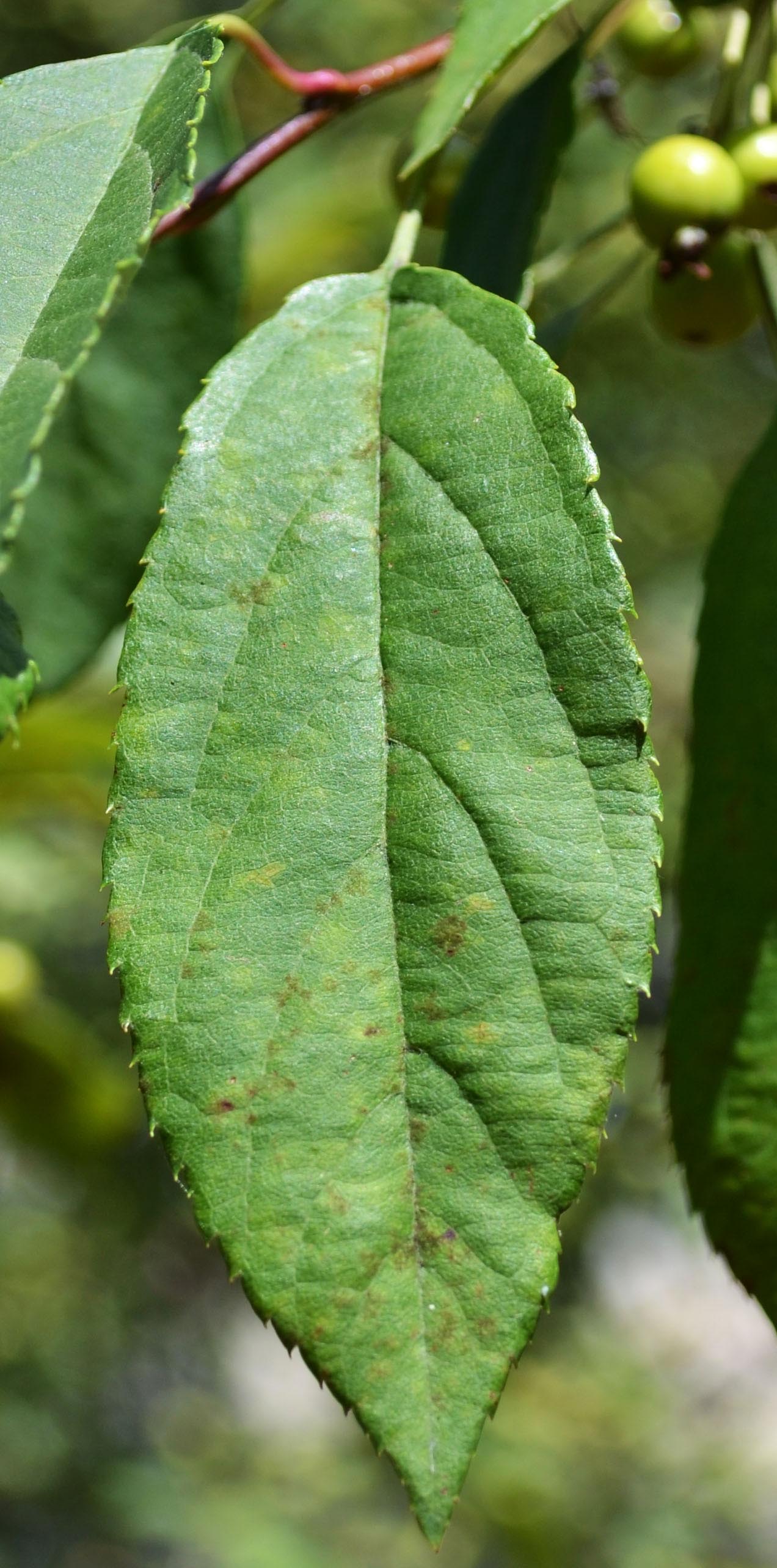 Malus floribunda – Purdue Arboretum Explorer