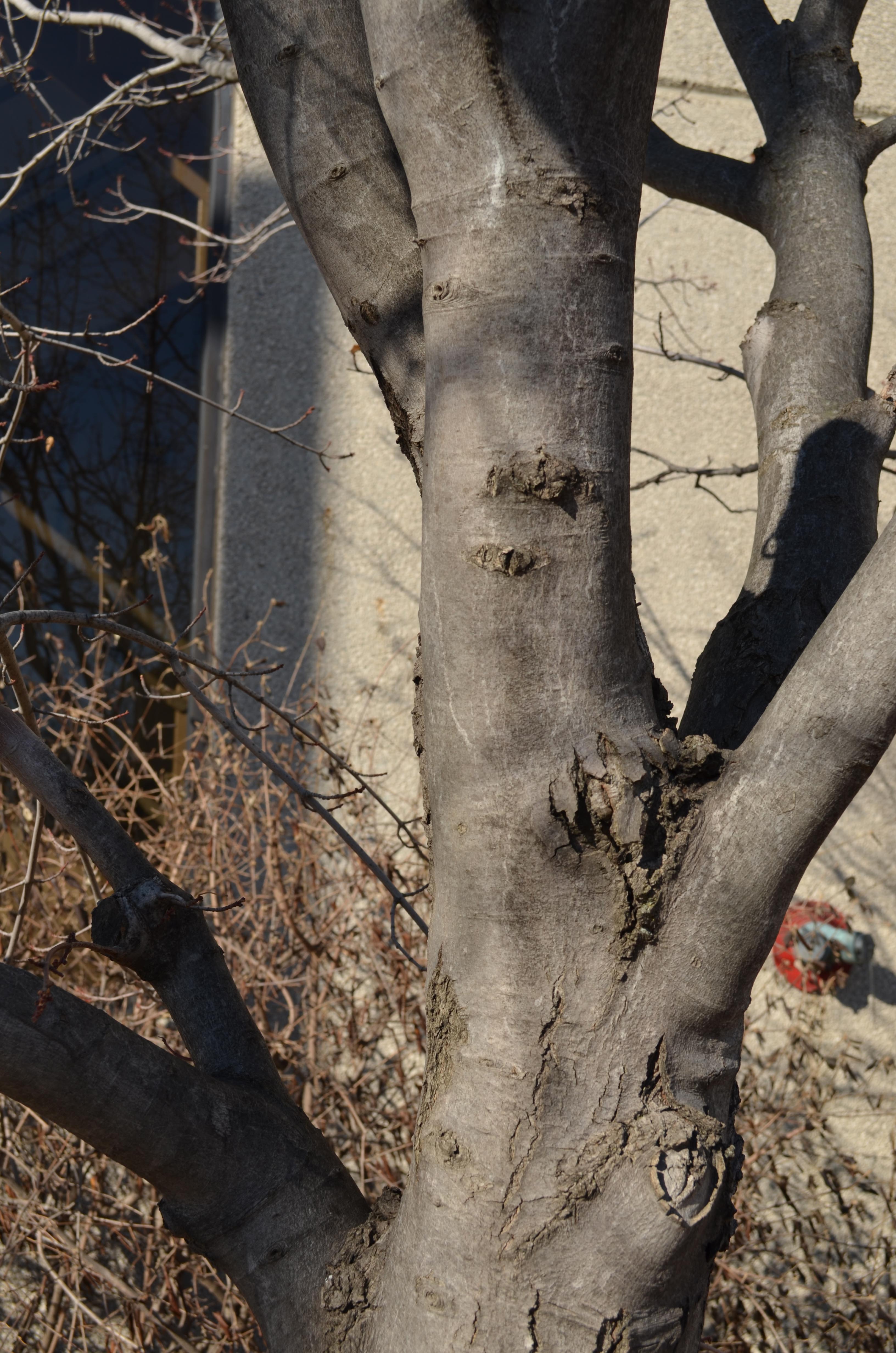 Acer rubrum [sold as October Glory®] – Purdue Arboretum Explorer