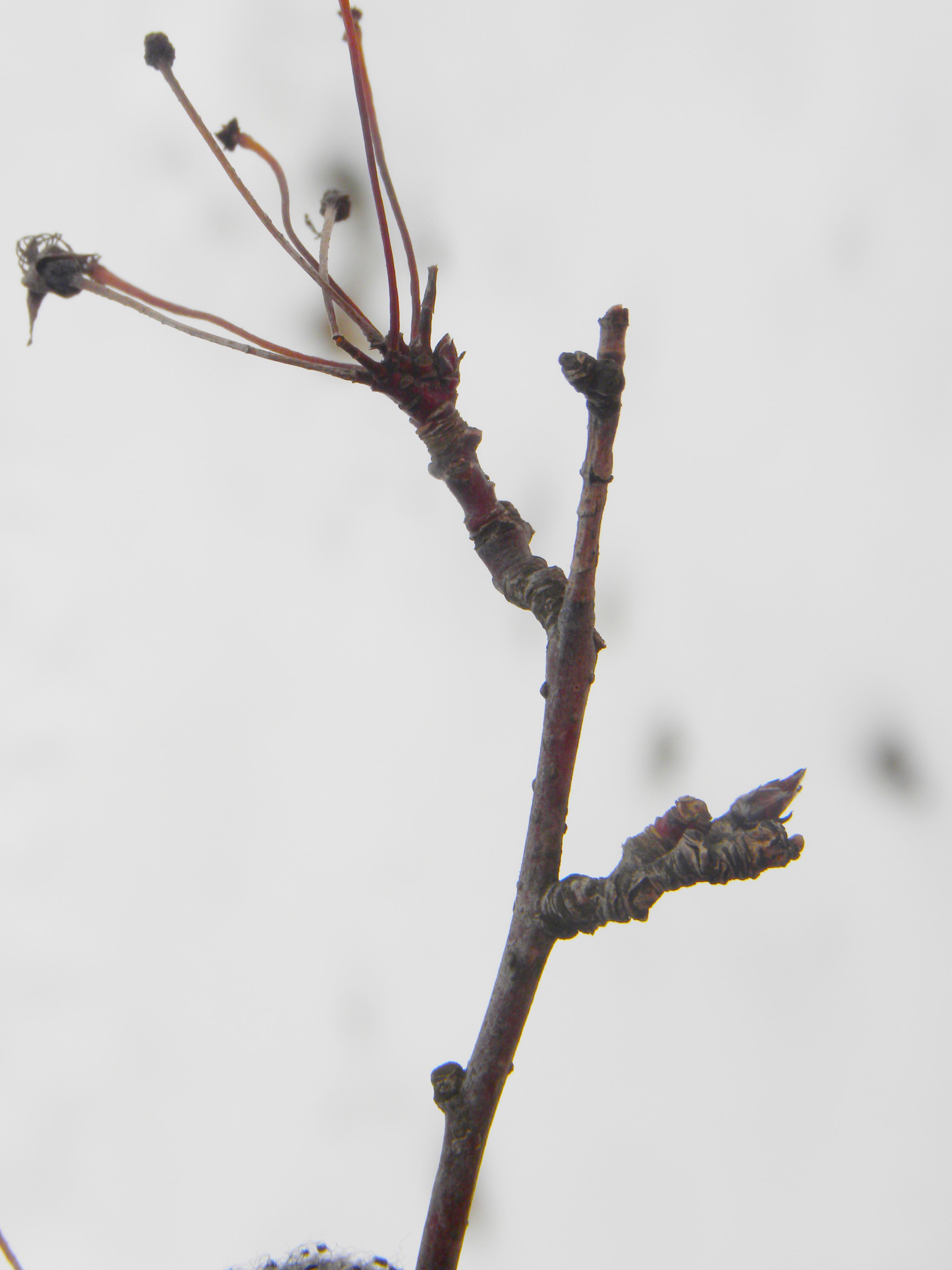 Malus × ‘Prairifire’ – Purdue Arboretum Explorer